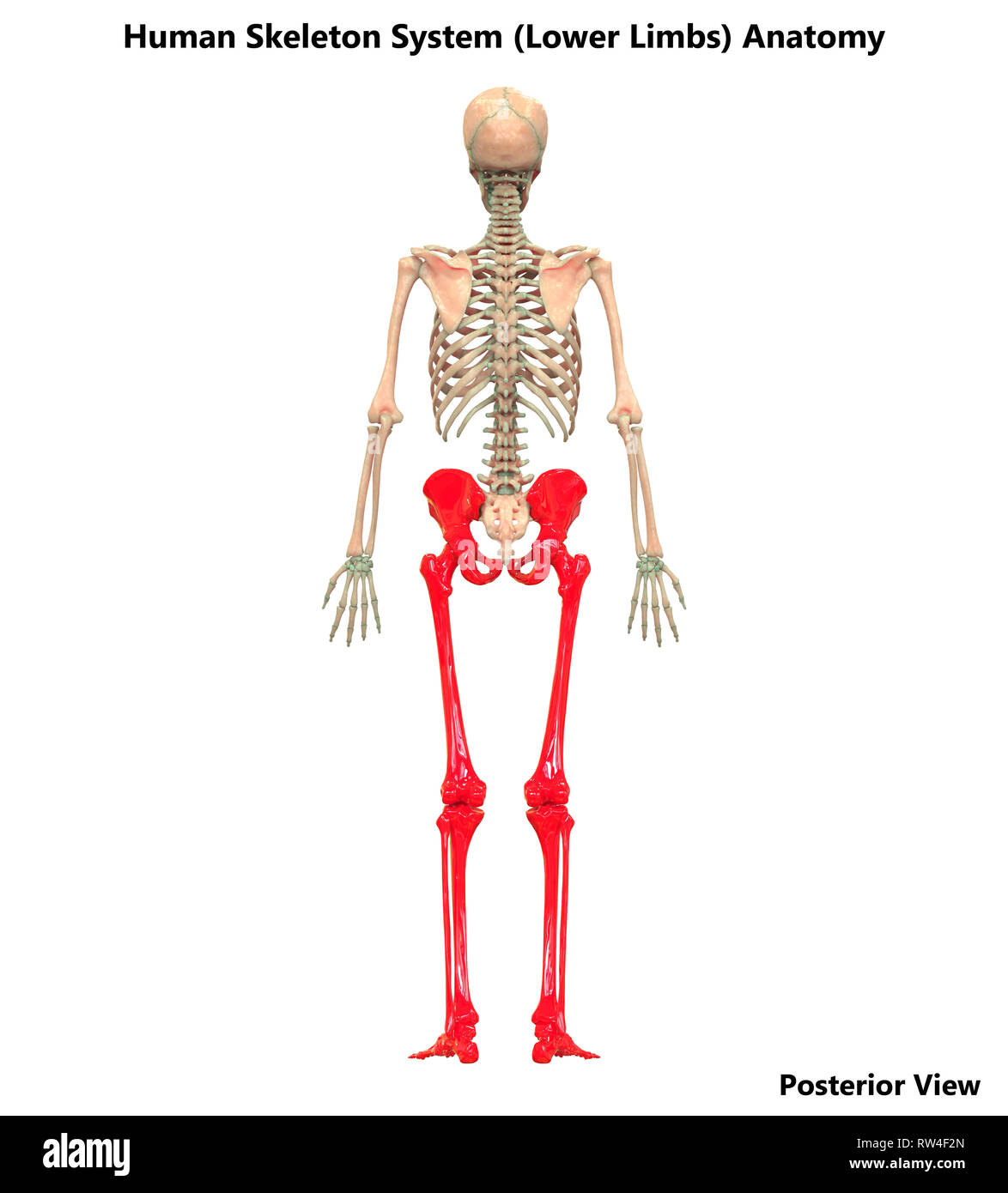 Lower Limb Bones Diagram Lower Limb Bones Diagram