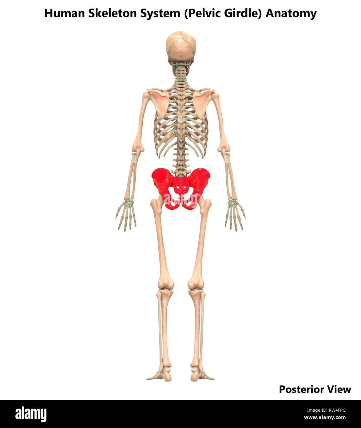 Human Skeleton System Anatomy Posterior View Stock Photo - Alamy