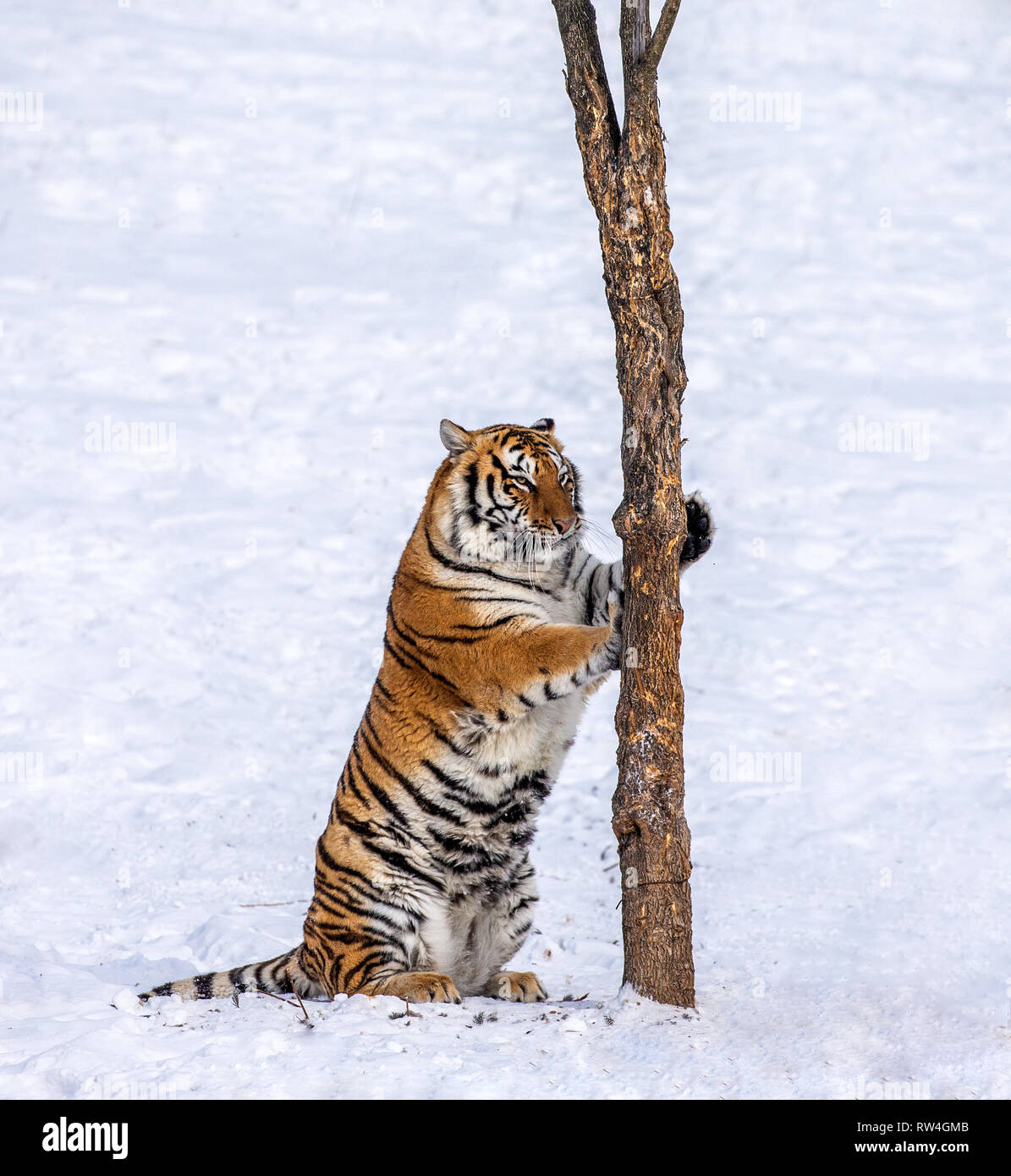 Siberian Tiger scratching tree on a snowy glade. China. Harbin ...