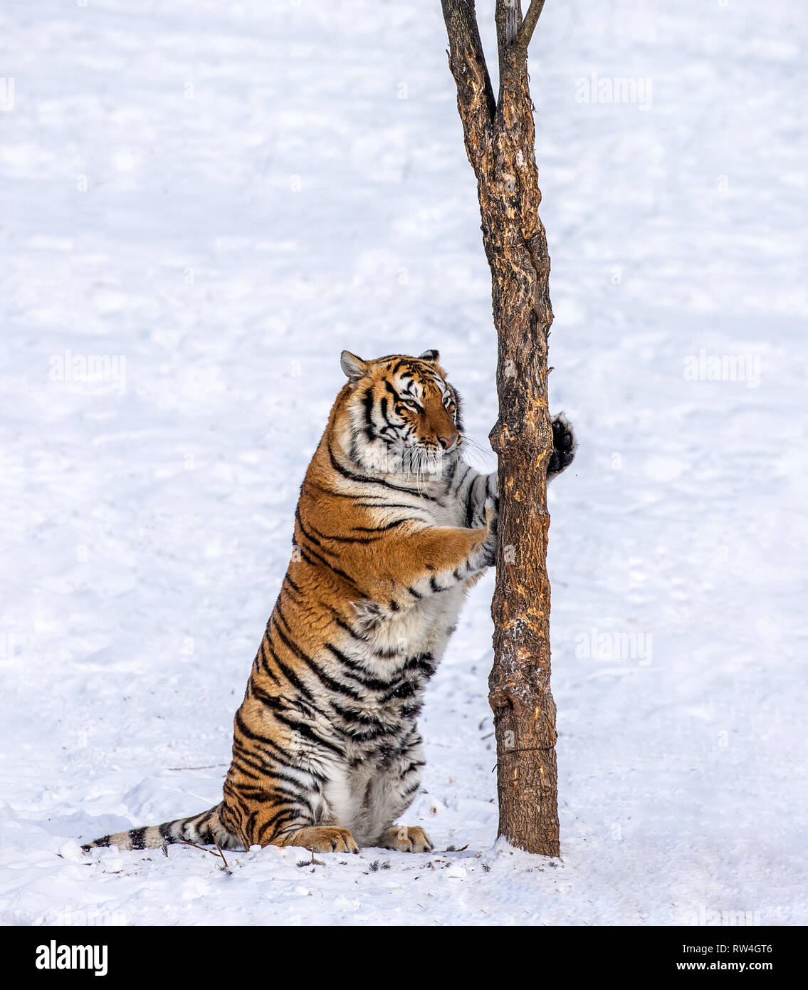 Siberian Tiger scratching tree on a snowy glade. China. Harbin ...