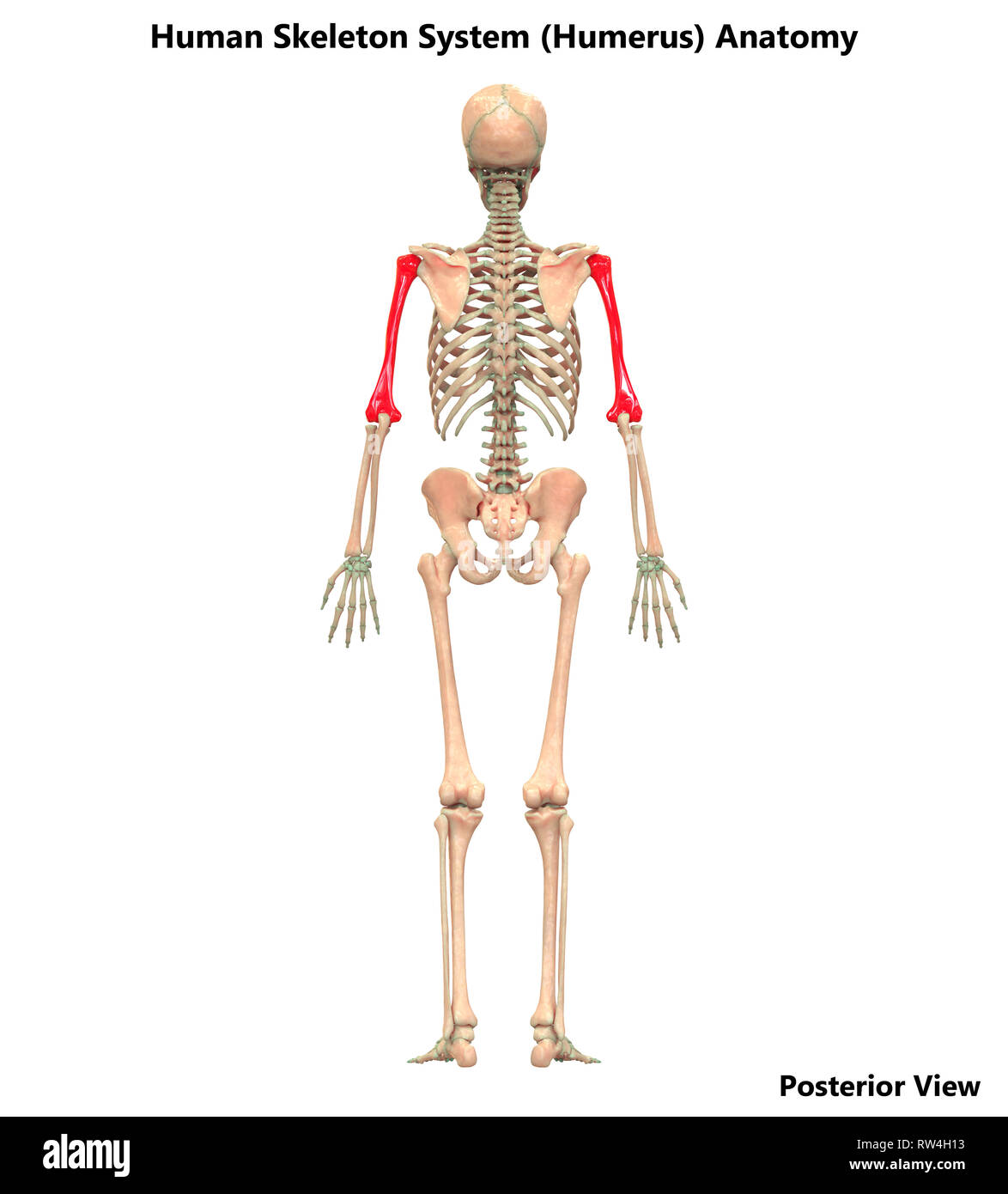Human Skeleton System Anatomy Posterior View Stock Photo - Alamy