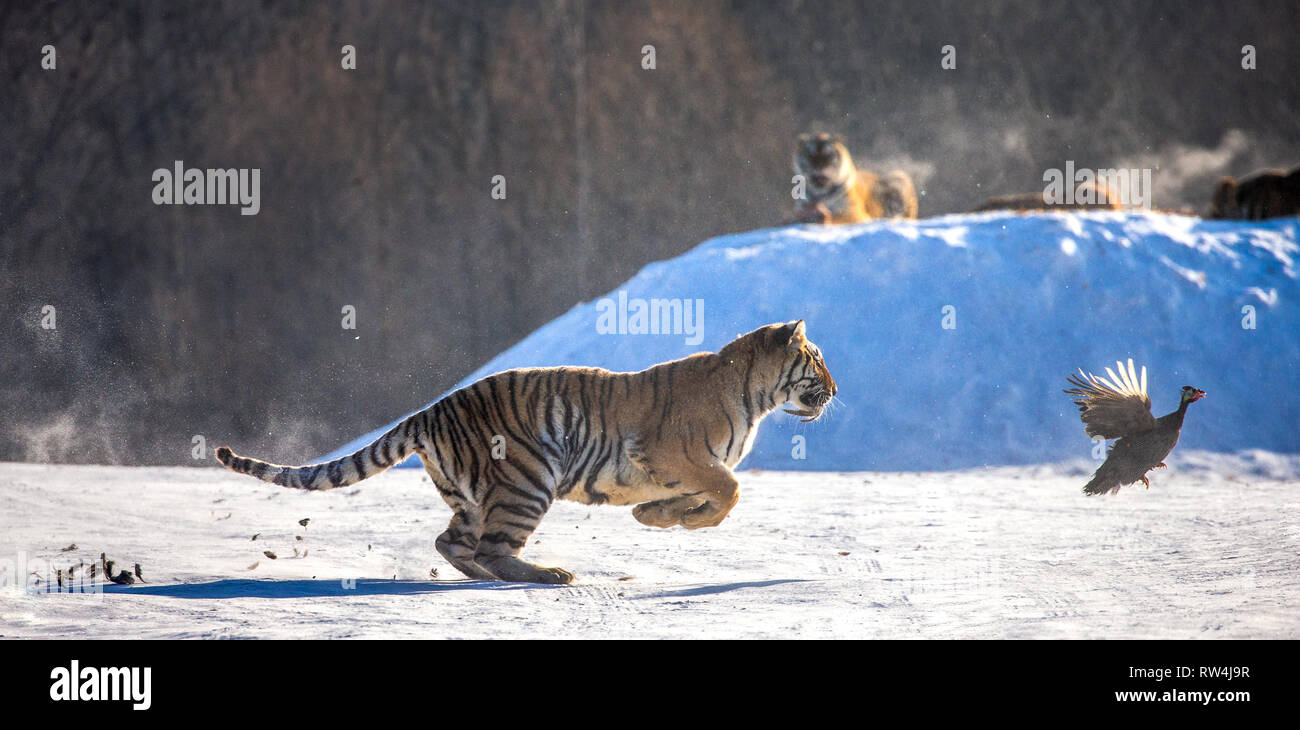 Siberian Tiger running in the snow and catch their prey. Very dynamic ...