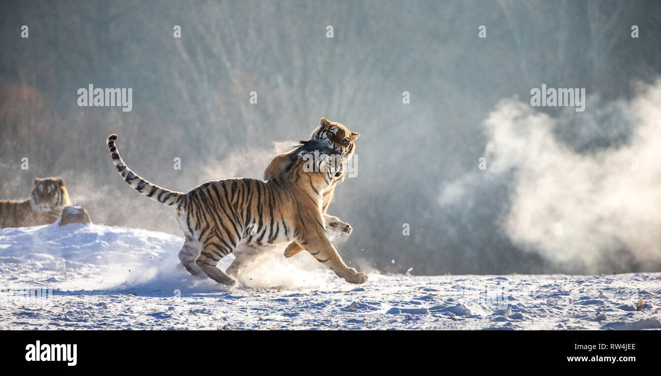 Siberian tigers in a snowy glade catch their prey. Very dynamic shot ...