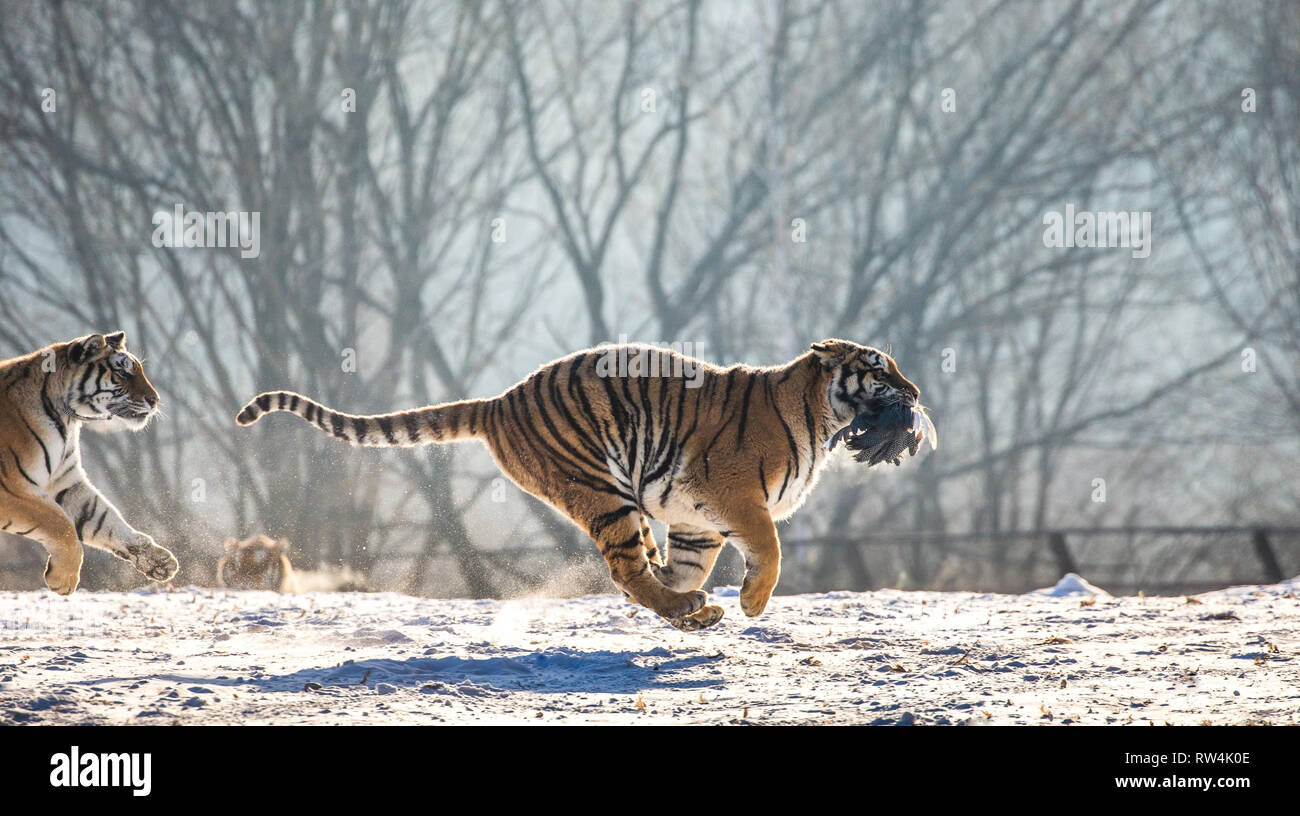 Siberian Tiger running in the snow. China. Harbin. Mudanjiang province ...