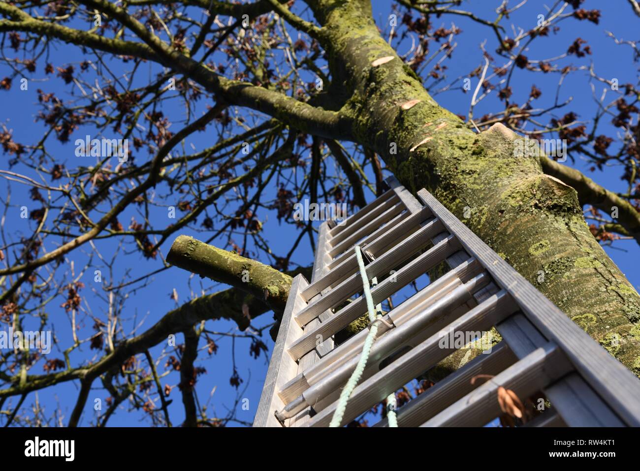 Extendable ladder hi-res stock photography and images - Alamy