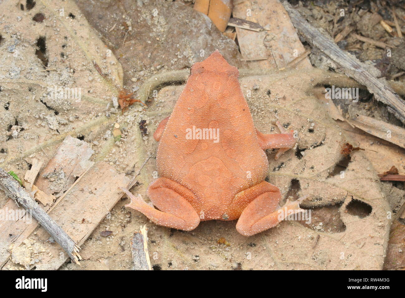 Web footed rain frog hi-res stock photography and images - Alamy