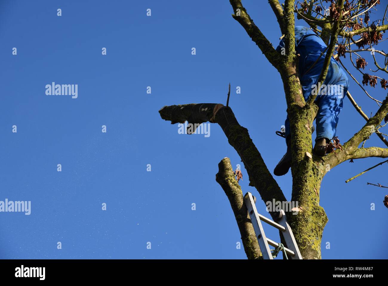 Tree surgeon silhouette hi-res stock photography and images - Alamy