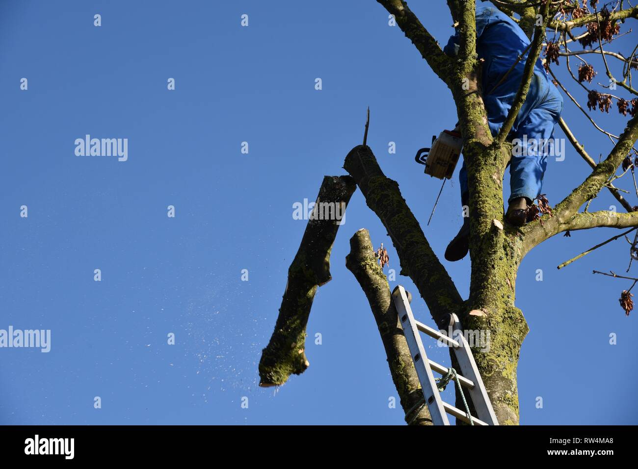 Tree surgeon silhouette hi-res stock photography and images - Alamy