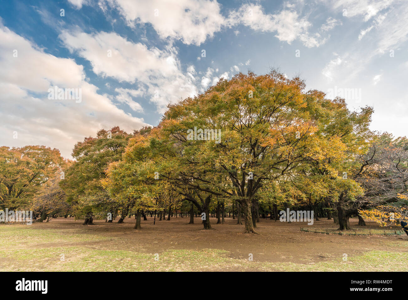 Momiji (maple tree) Autumn colors, Fall foliage sunset at Yoyogi Park ...