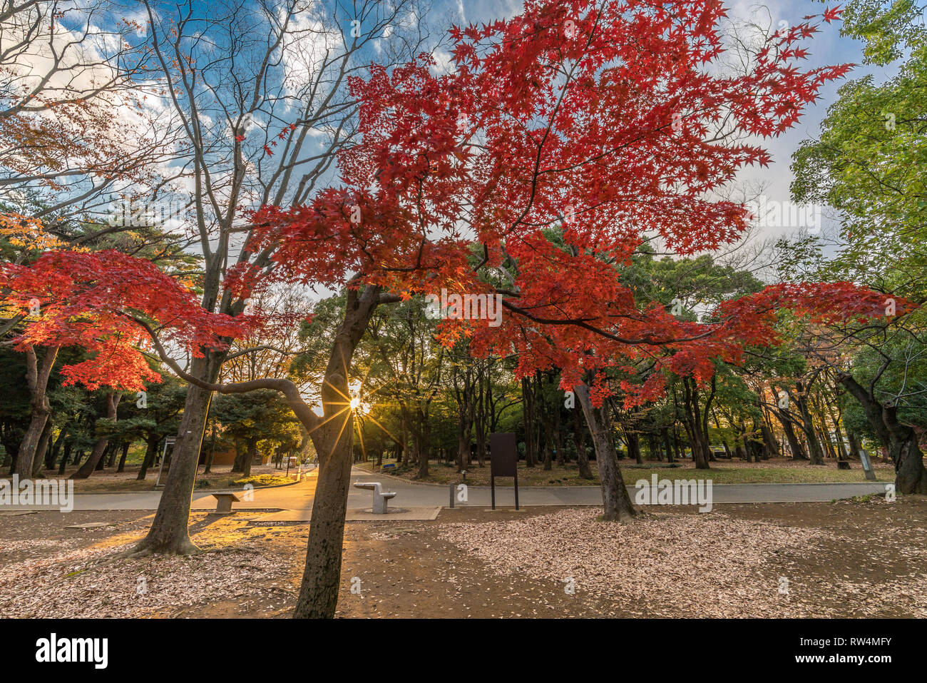 Momiji Tree