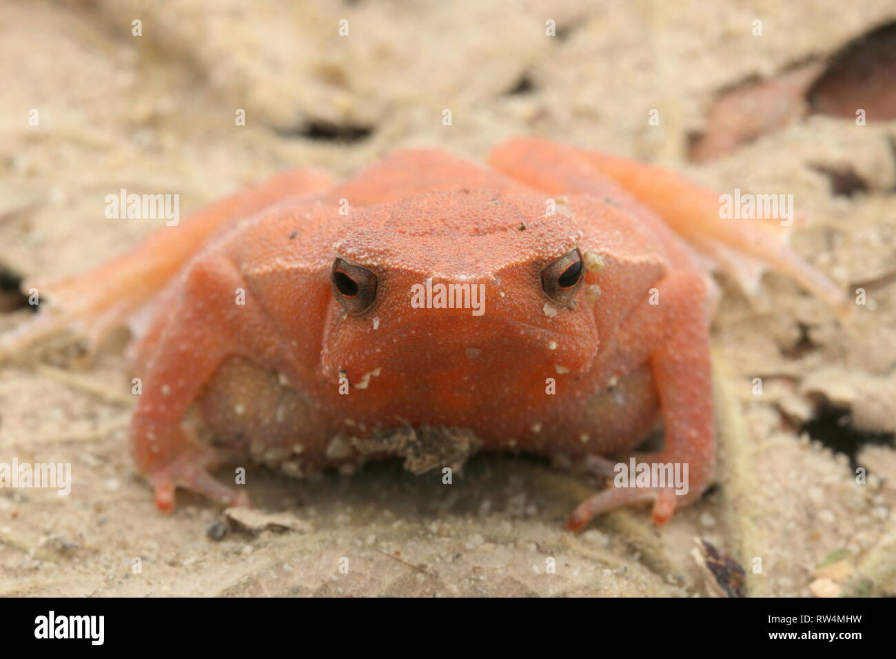 Web footed rain frog hi-res stock photography and images - Alamy