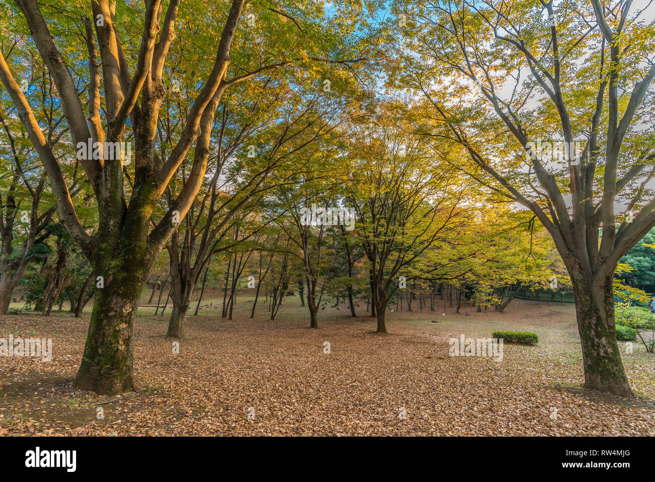 Tokyo shibuya ku park hi-res stock photography and images - Alamy