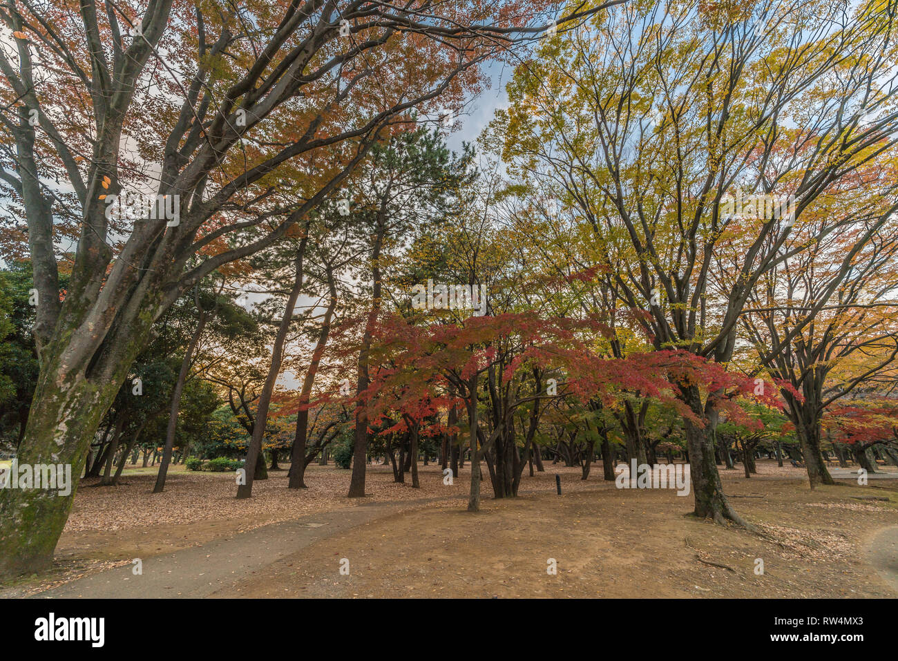 Momiji (maple tree) Autumn colors, fall red foliage carpet sunset at ...