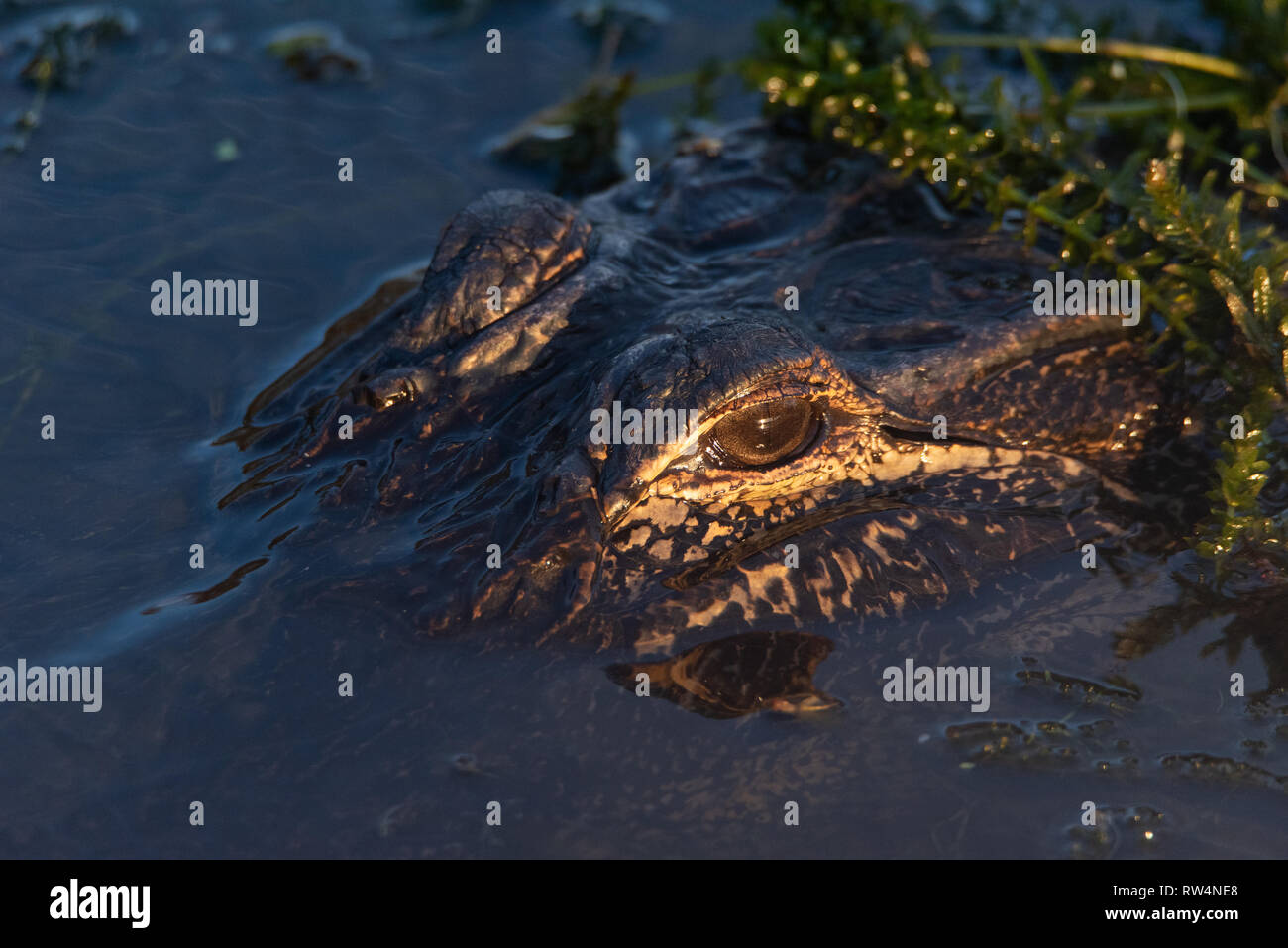 American Alligator (Alligator mississippiensis) basking in the sunset ...