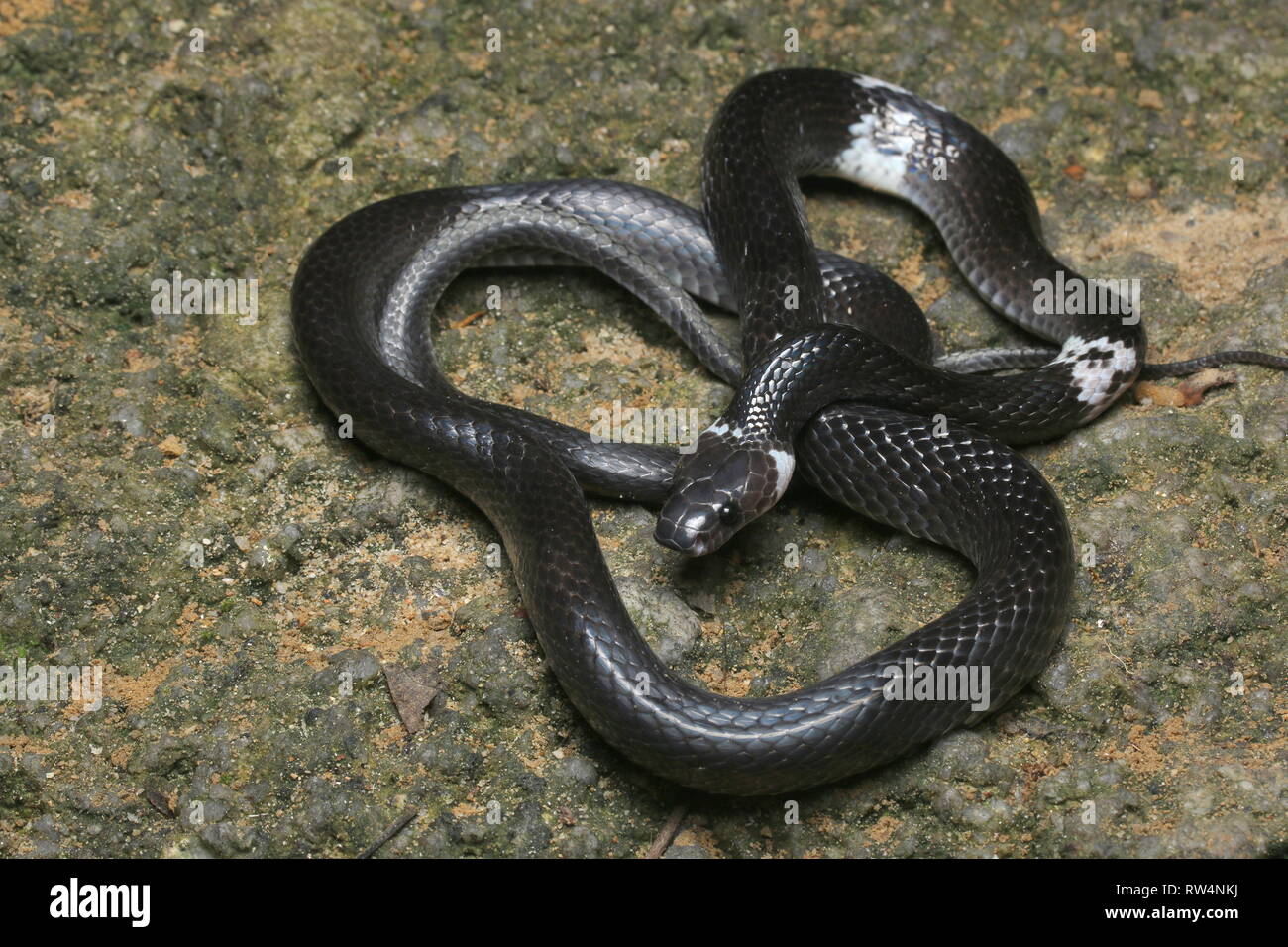 Snake head mimic hi-res stock photography and images - Alamy