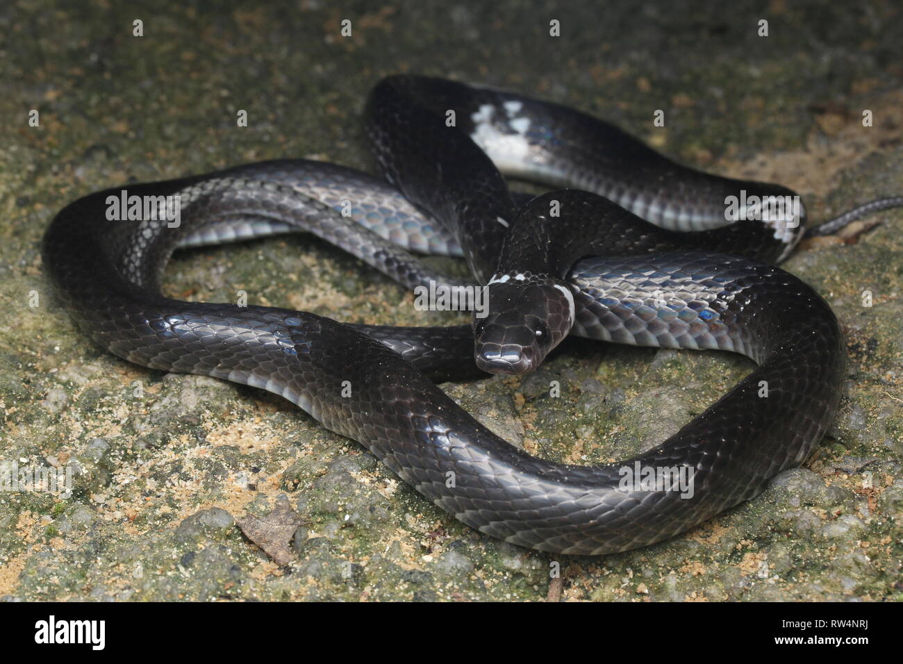 White-banded wolf snake , Lycodon subcinctus Stock Photo - Alamy
