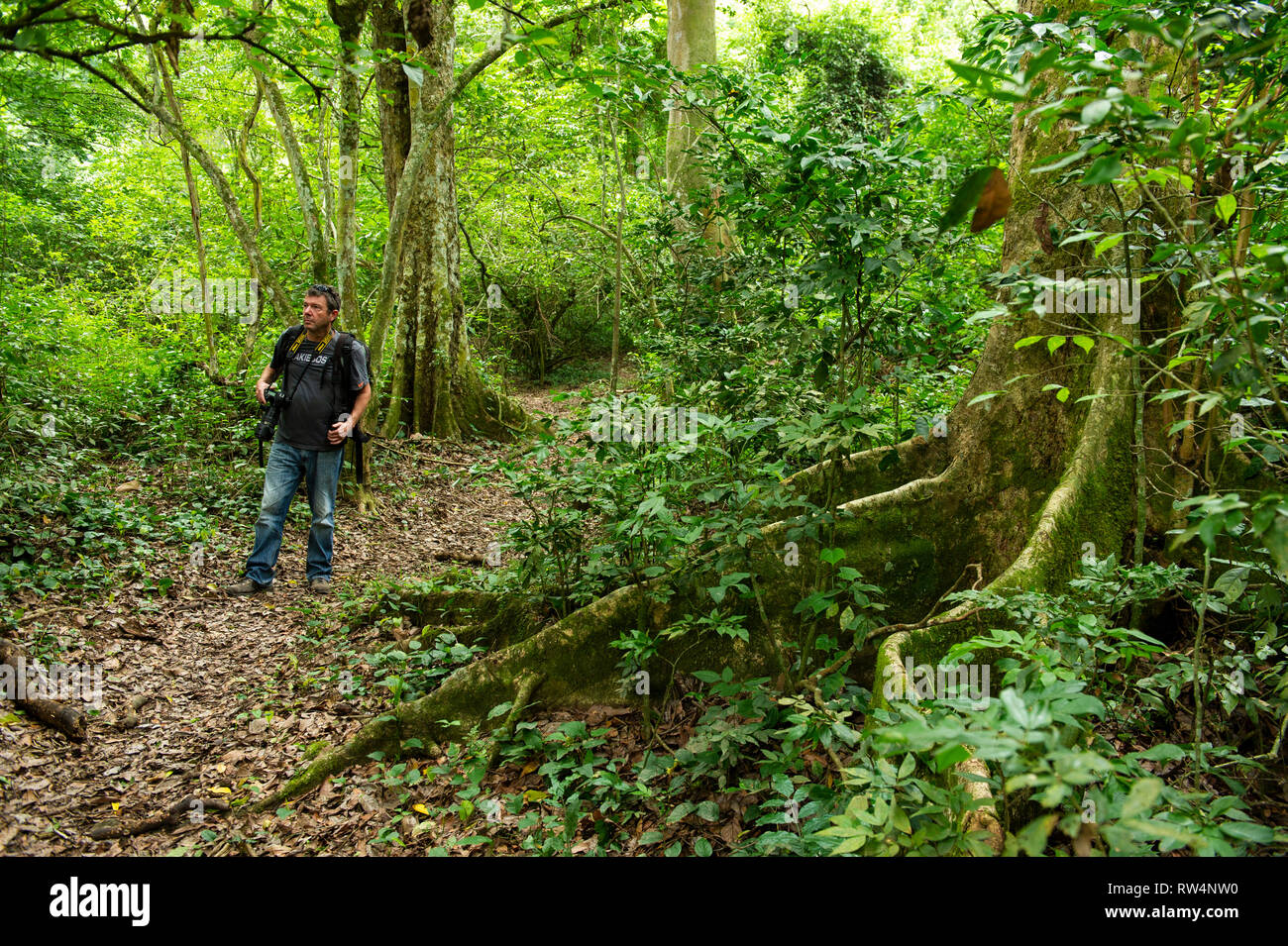 Tourist on a forest path in Kyambura Gorge, Queen Elizabeth NP, Uganda ...