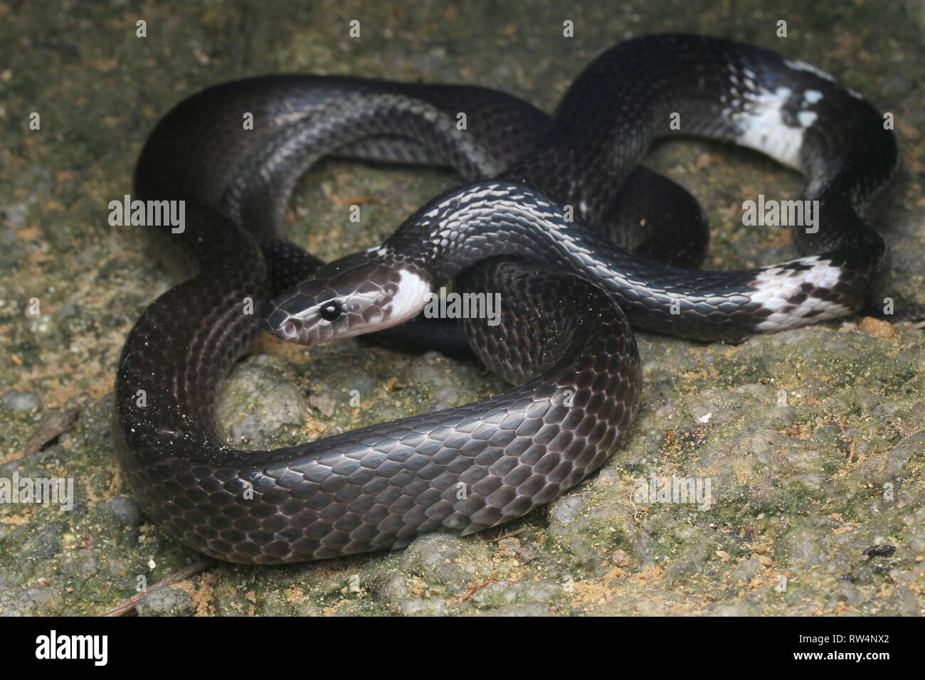 White-banded wolf snake , Lycodon subcinctus Stock Photo - Alamy