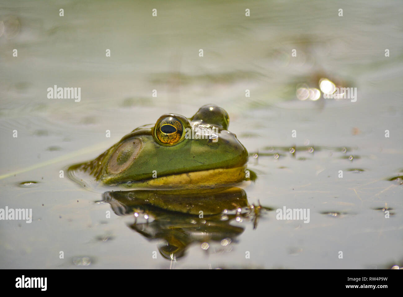 American Bullfrog (lithobates catesbeianus) in the swamp Stock Photo ...