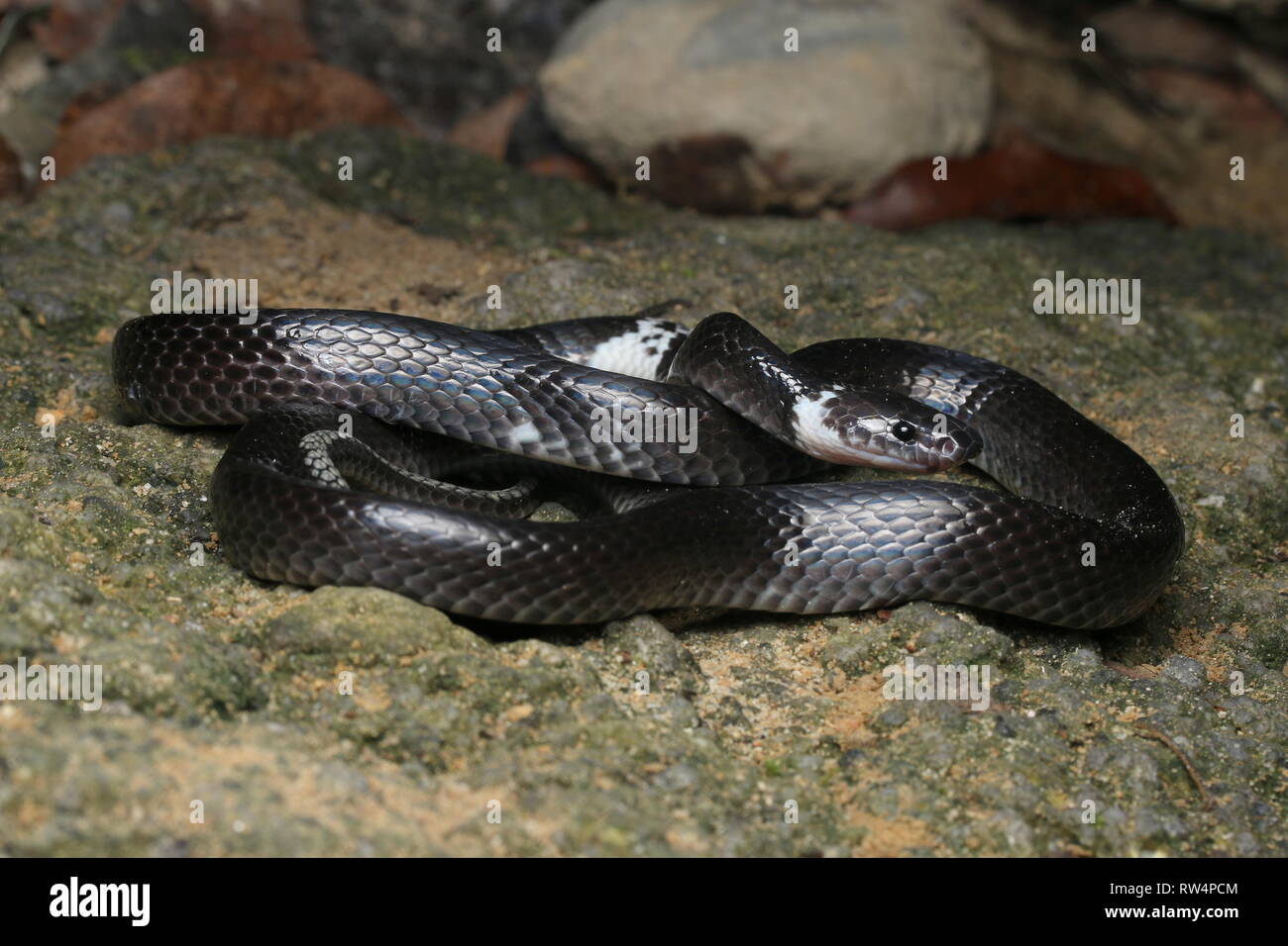 Wolf snake hi-res stock photography and images - Alamy