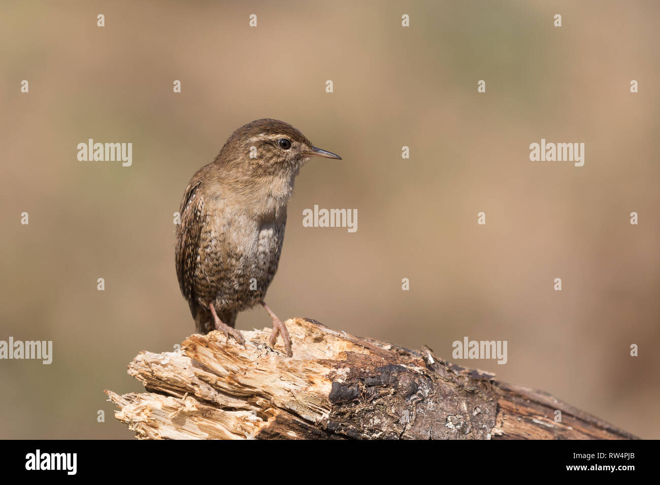 Beautiful portrait of Eurasian wren (Troglodytes troglodytes Stock ...