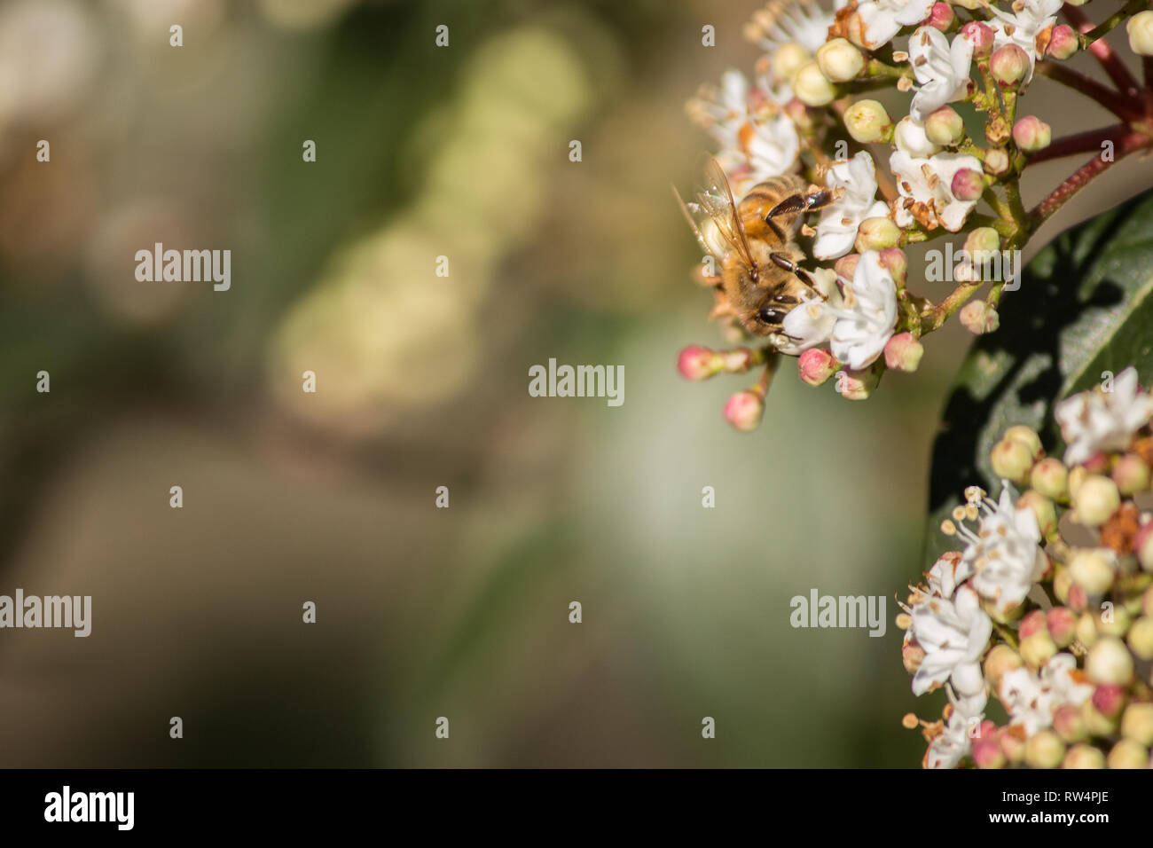 Pollination, the great work of the bees, they visit the flowers collect ...