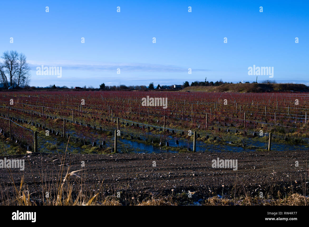 Dormant blueberry bushes hi-res stock photography and images - Alamy