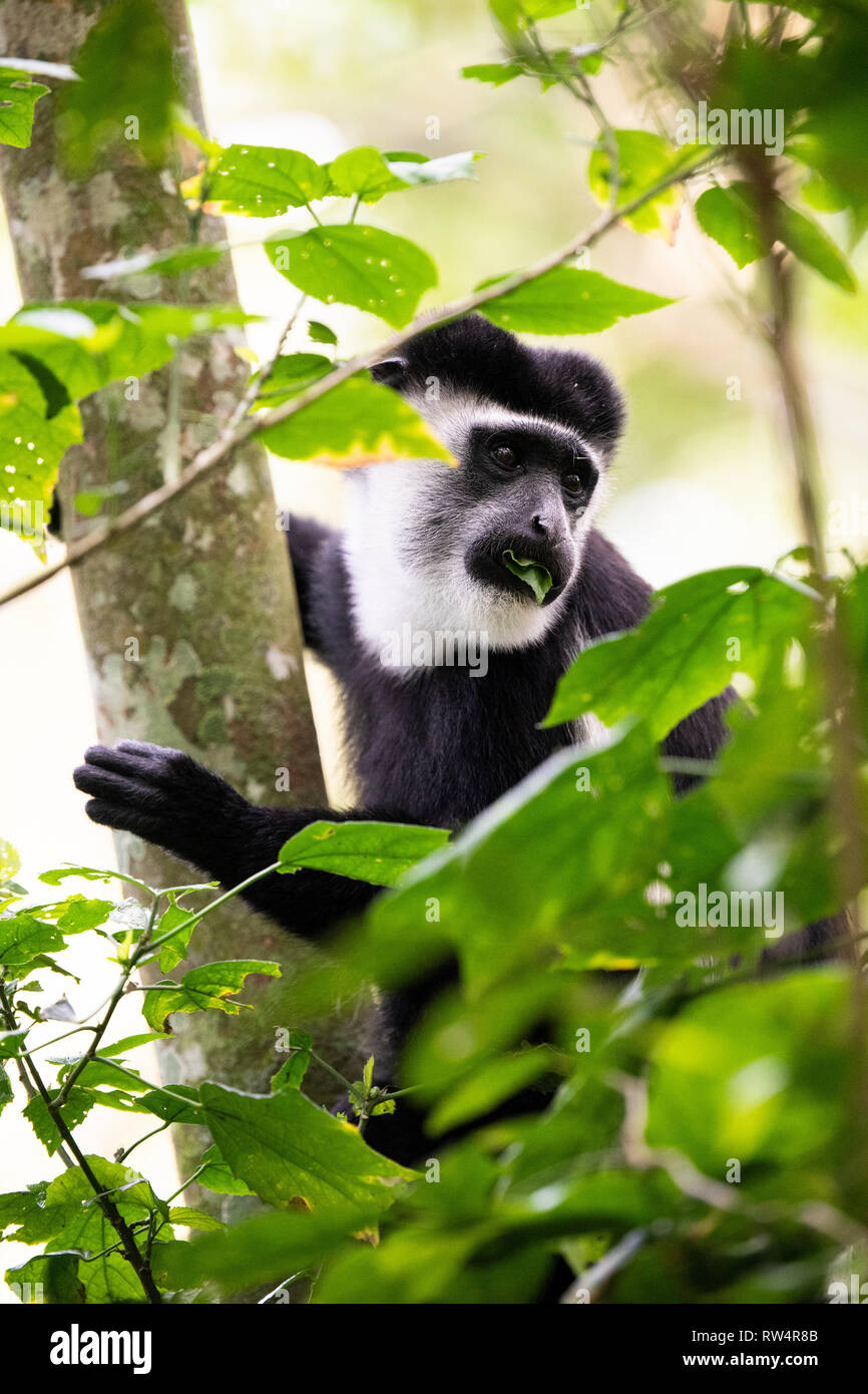 Black and white colobus, Colobus guereza, Maramagambo Forest, Queen ...