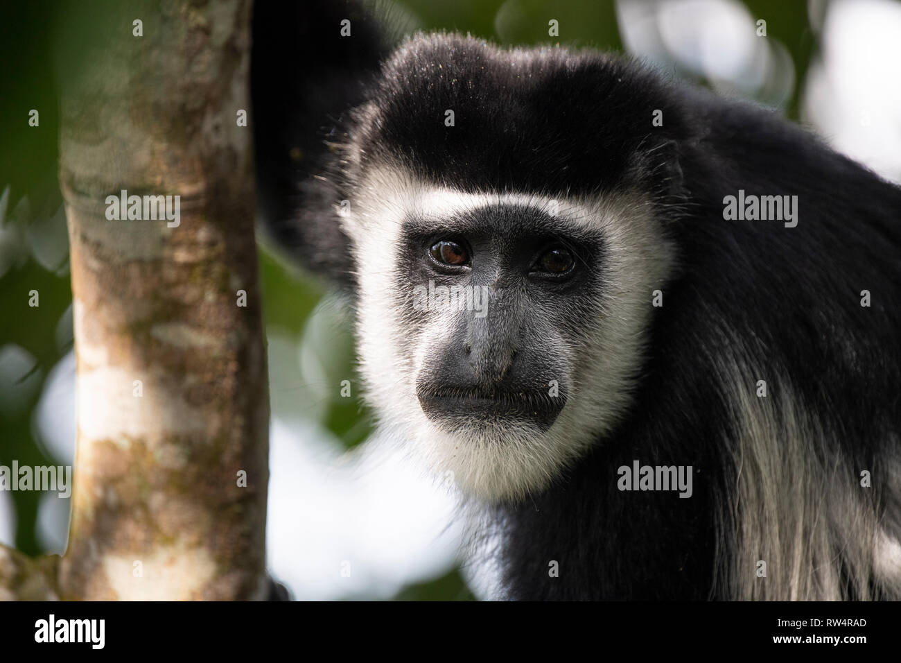 Black and white colobus, Colobus guereza, Maramagambo Forest, Queen ...