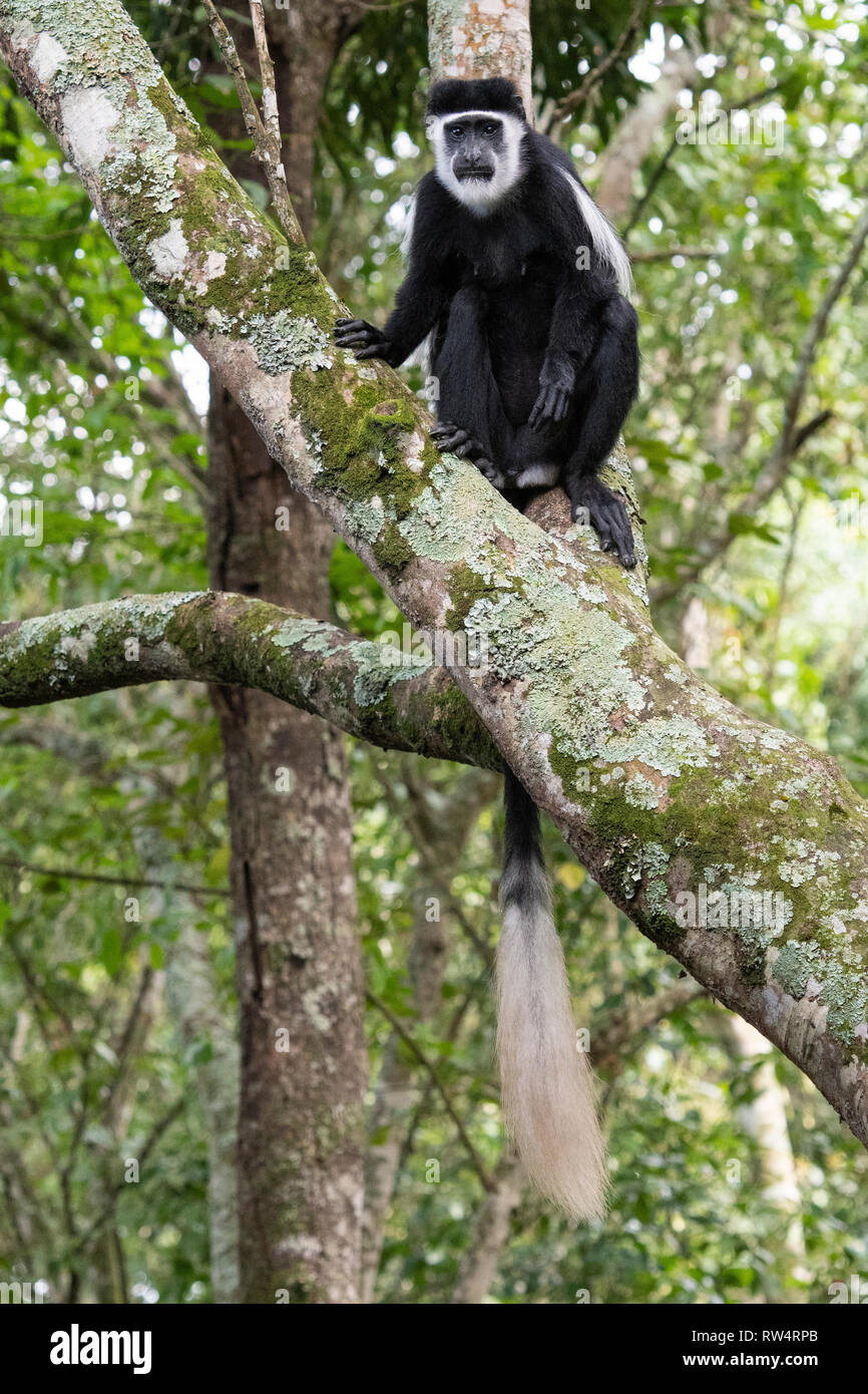 Black and white colobus, Colobus guereza, Maramagambo Forest, Queen ...