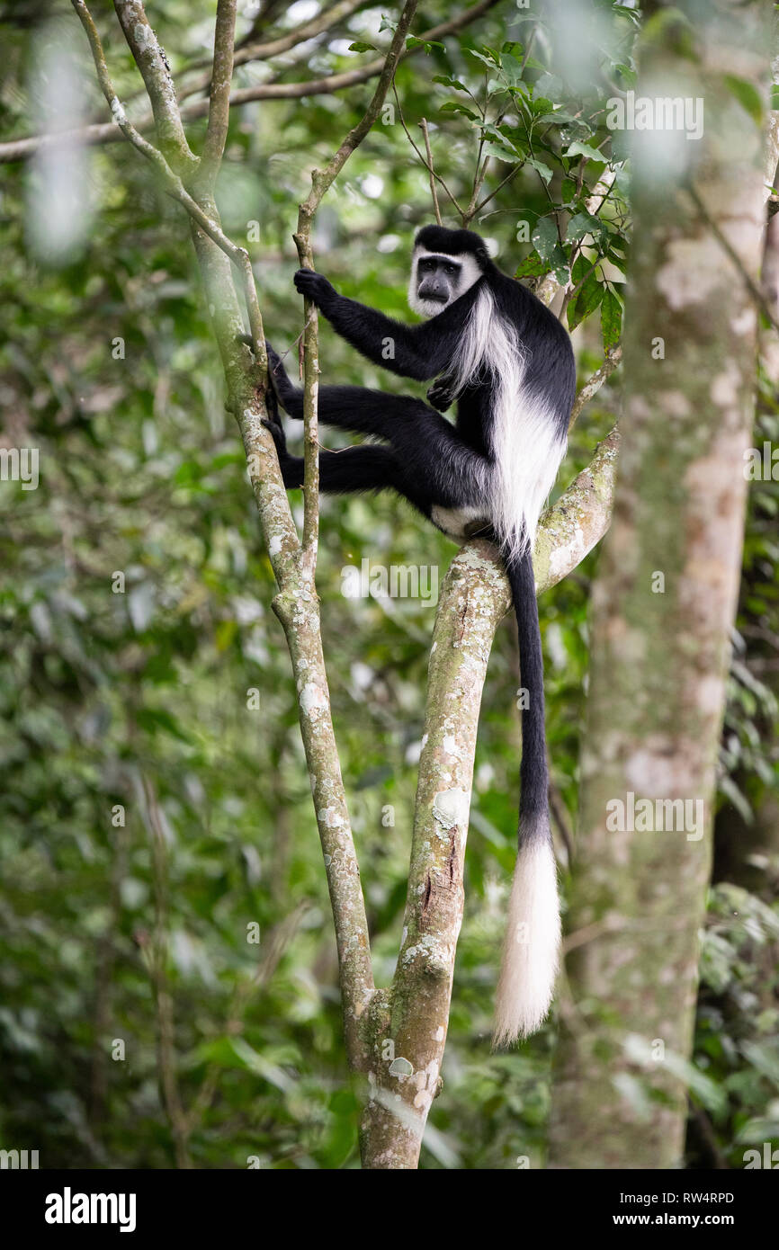 Black and white colobus, Colobus guereza, Maramagambo Forest, Queen ...