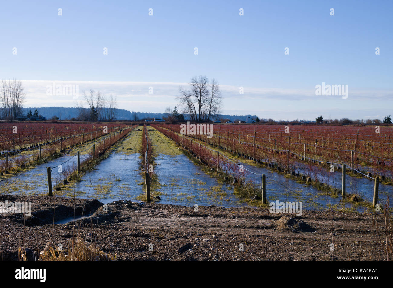 Blueberry bushes hi-res stock photography and images - Alamy
