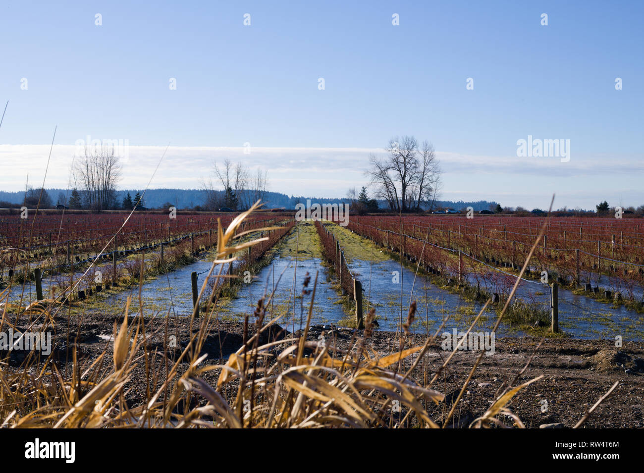 Dormant blueberry bushes in Surrey, British Columbia, Canada Stock ...