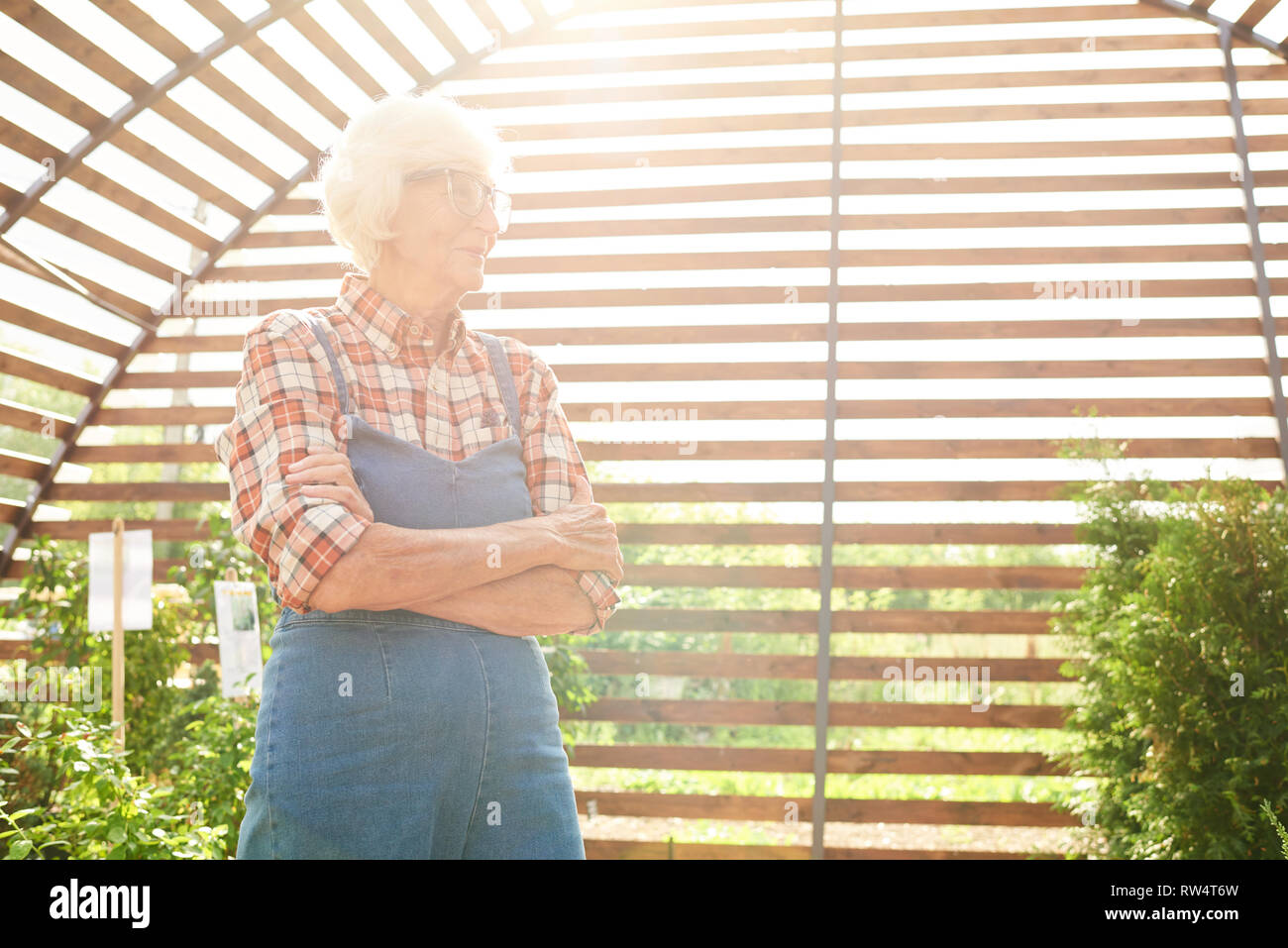 Senior Gardener in Sunlight Stock Photo - Alamy