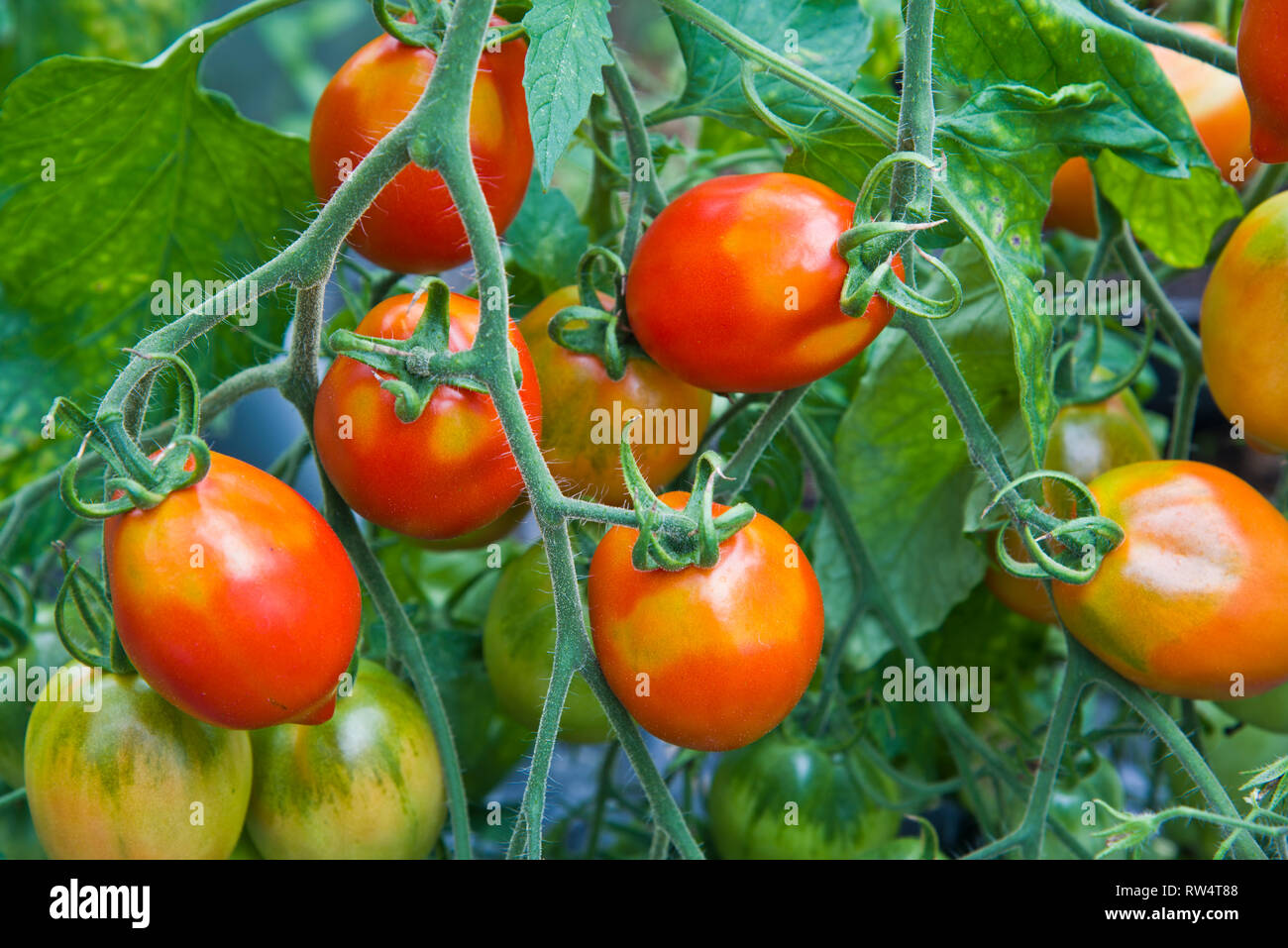 Plant disorder hi-res stock photography and images - Alamy