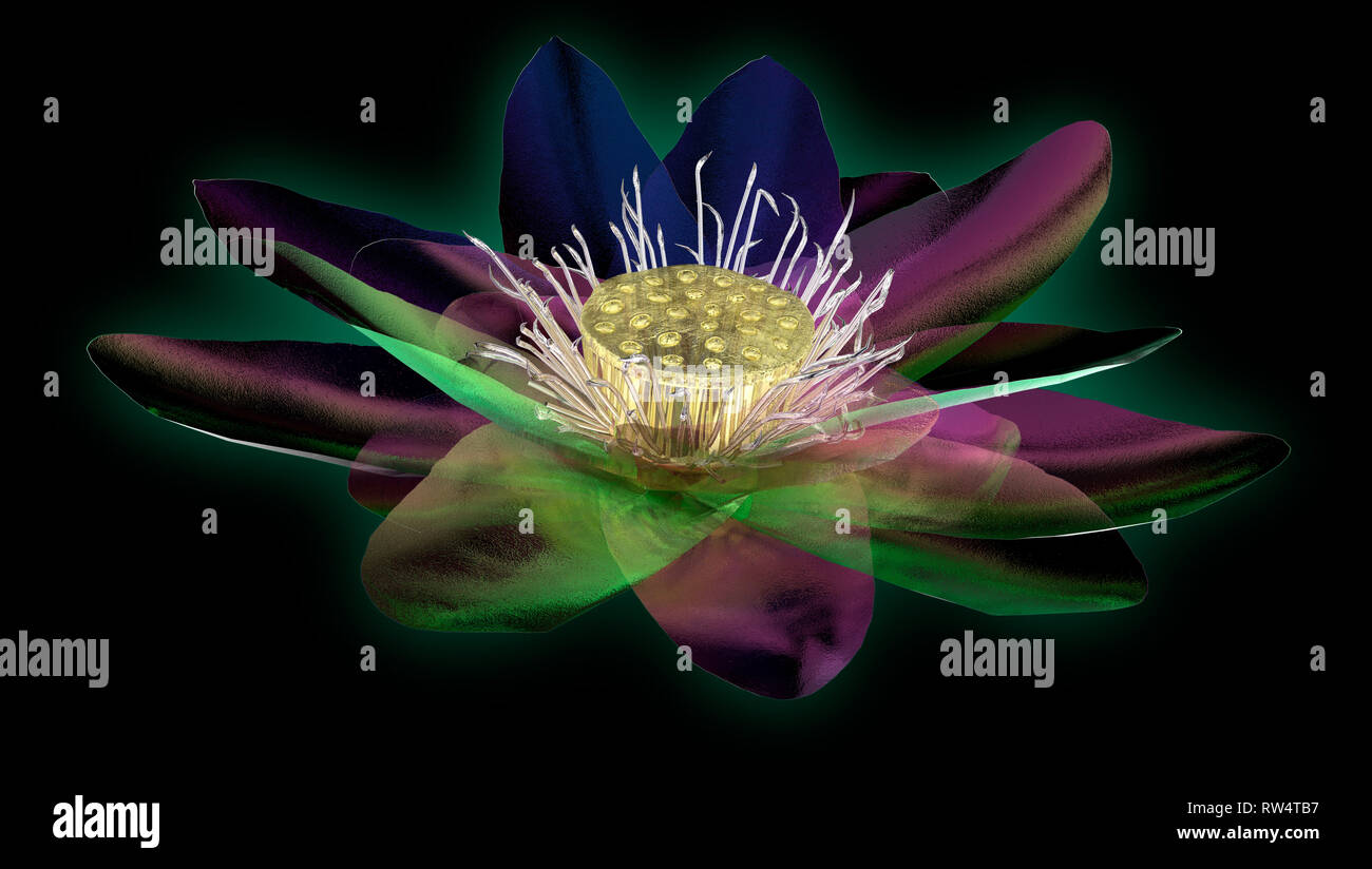 x-ray image of a flower isolated on black, the lotus 3d illustration ...