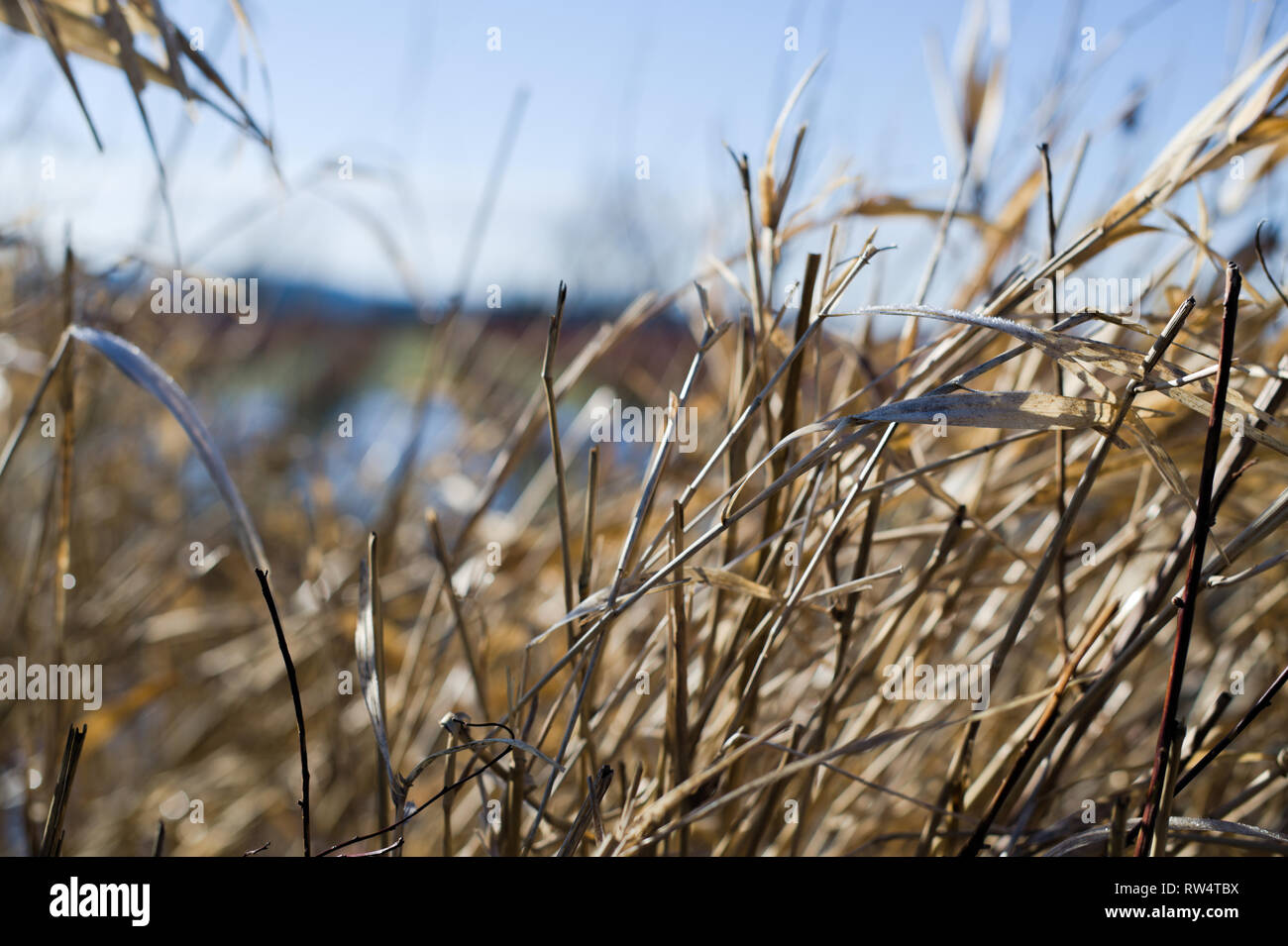 Harsh winter hi-res stock photography and images - Alamy