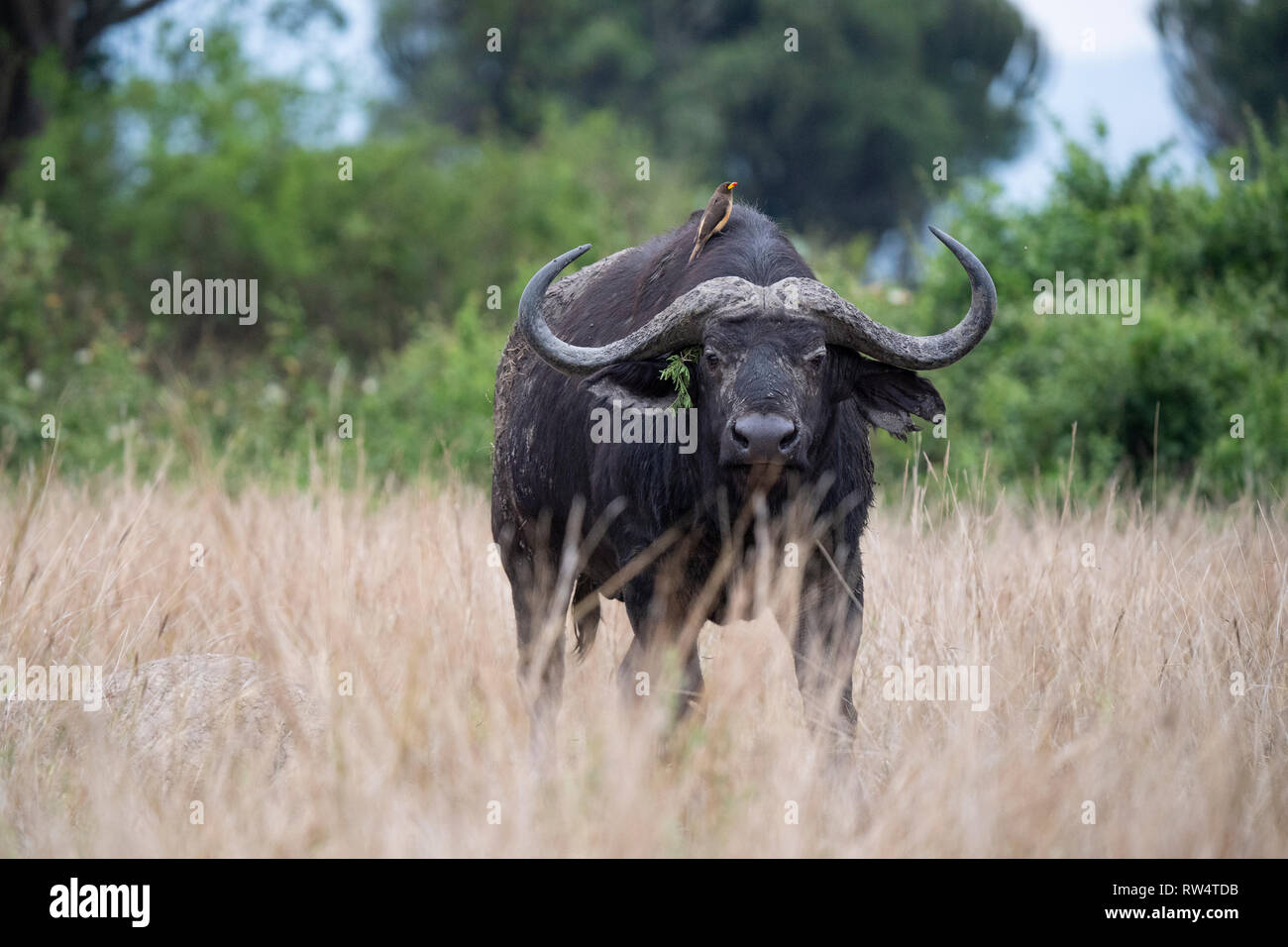 Cape buffalo bull, Syncerus caffer, Queen Elizabeth NP, Uganda Stock ...