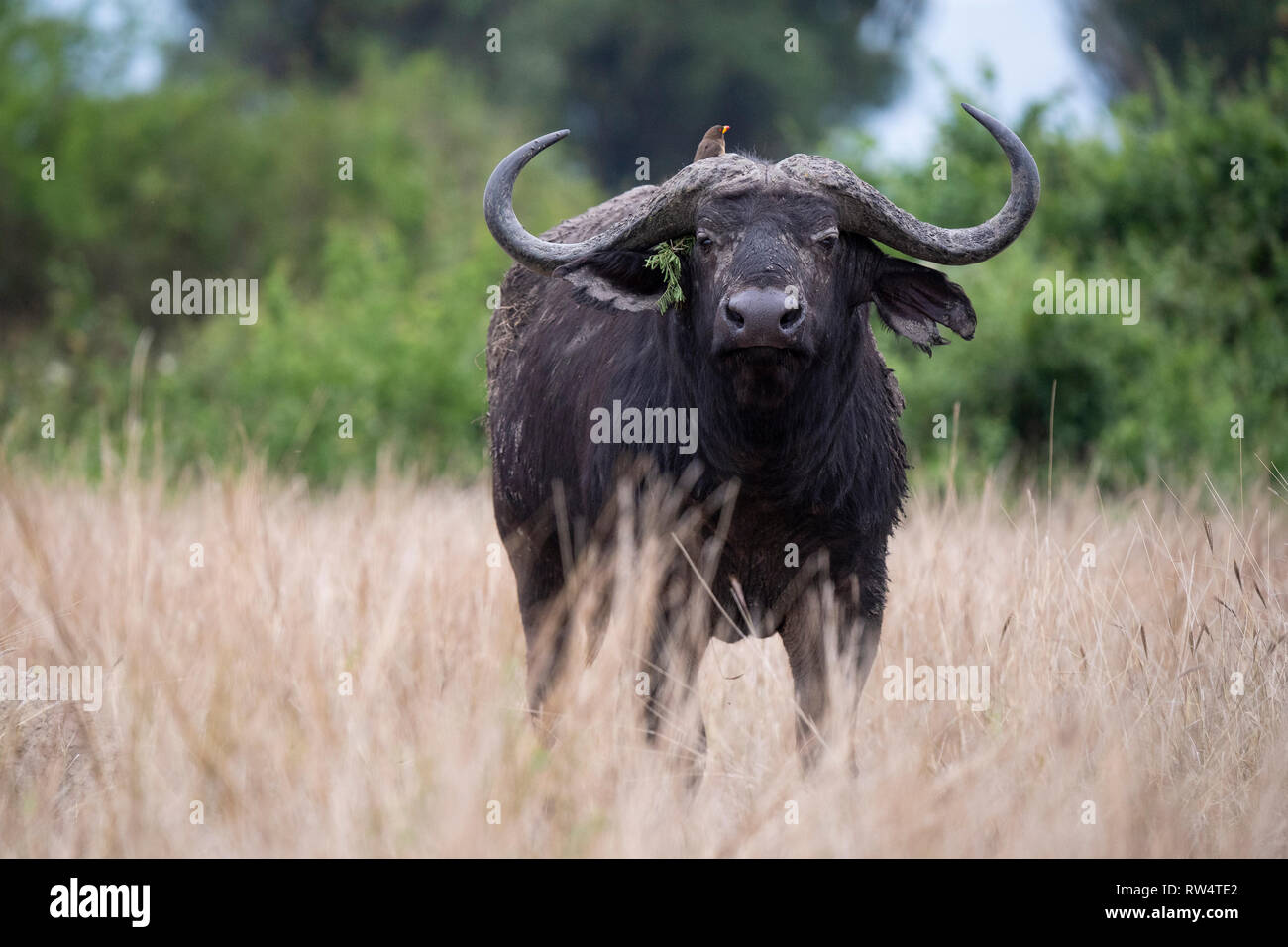 Cape buffalo bull hi-res stock photography and images - Alamy