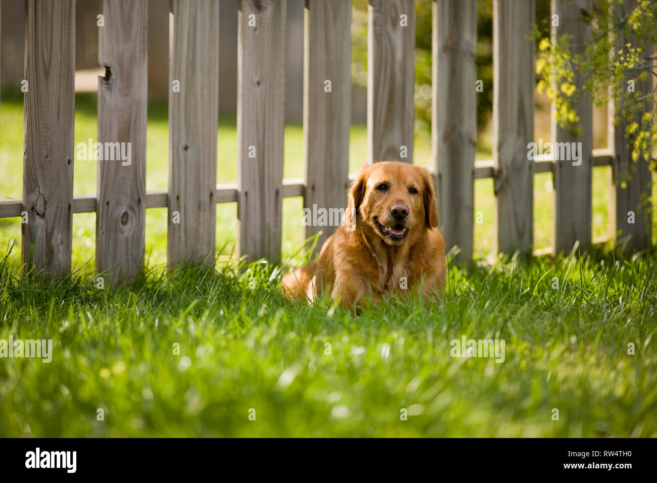 Labrador lying on lawn by fence Stock Photo - Alamy