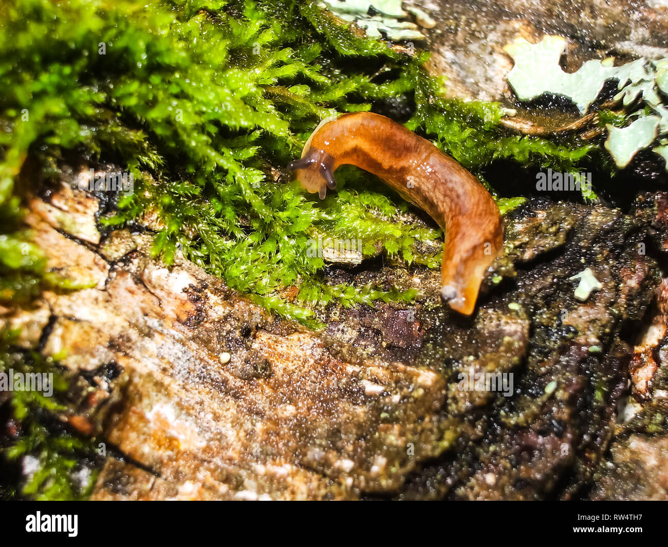Brown slug crawling on the ground. Brown slug crawling on the ground ...