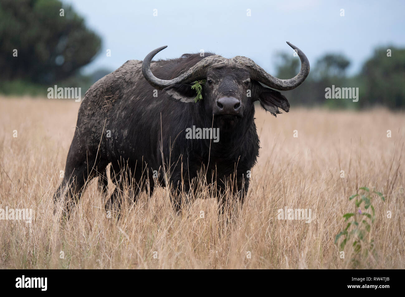 Cape buffalo bull, Syncerus caffer, Queen Elizabeth NP, Uganda Stock ...