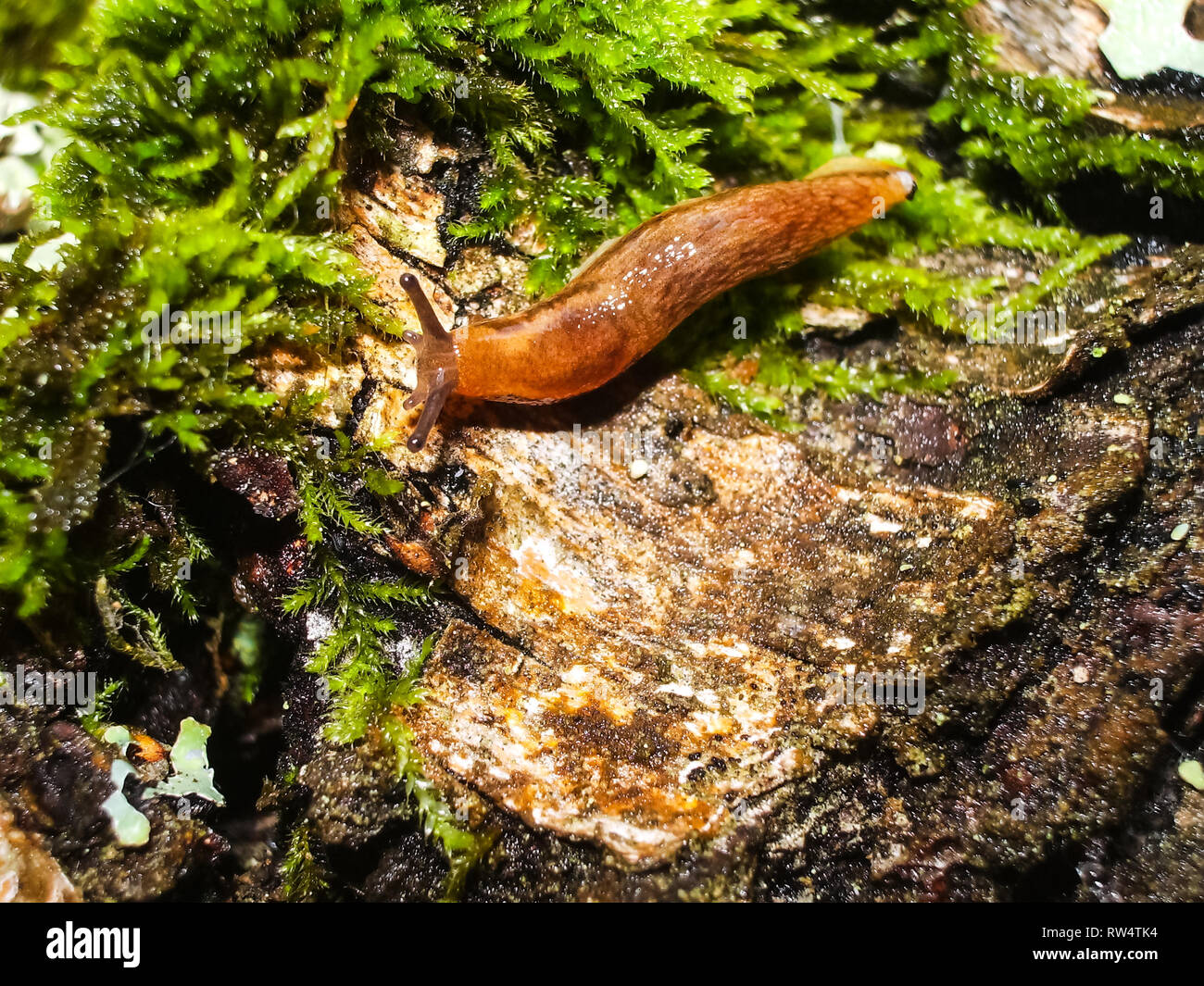 Brown slug crawling on the ground. Brown slug crawling on the ground ...