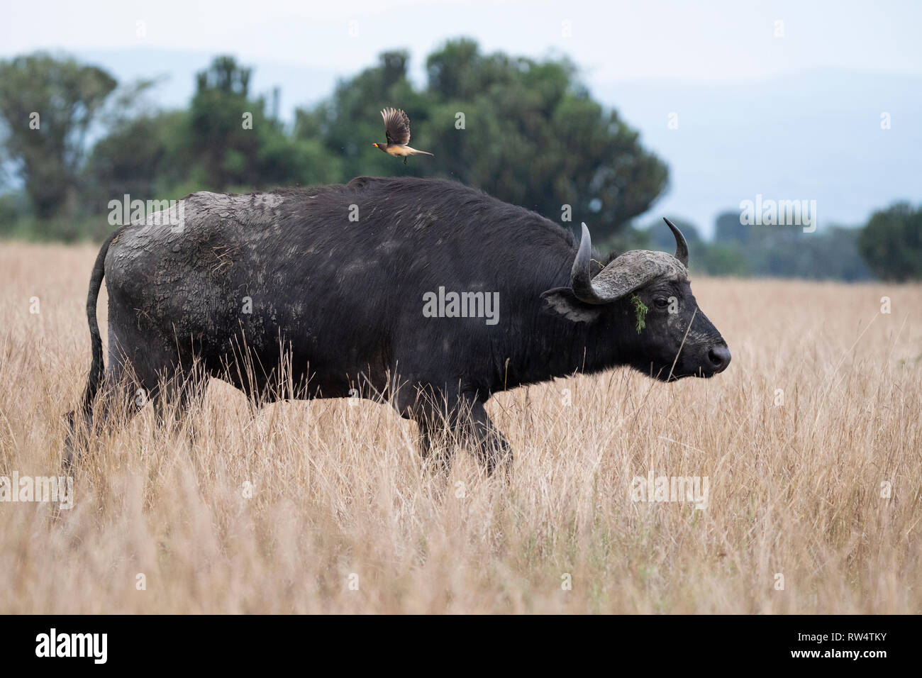 Male african buffalo african bull buffalo hi-res stock photography and ...