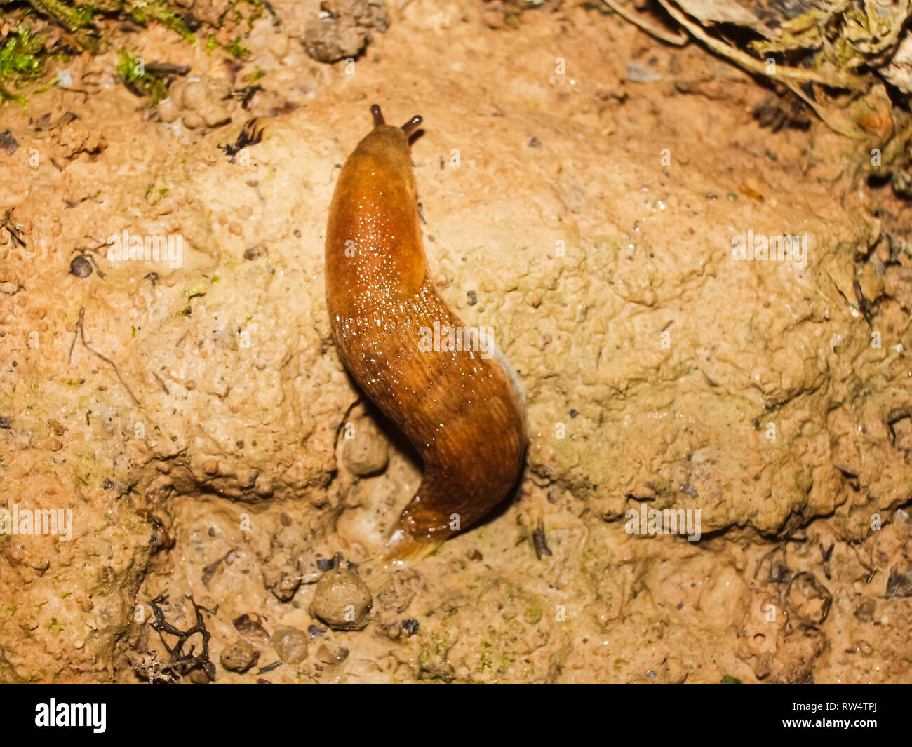 Brown slug crawling on the ground. Brown slug crawling on the ground ...