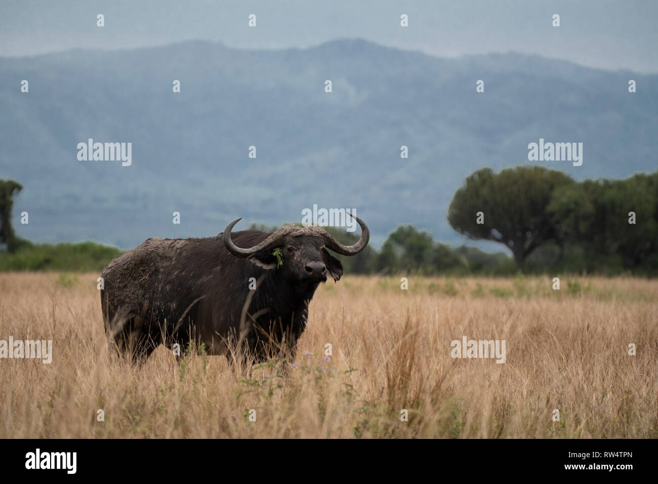 Cape buffalo bull, Syncerus caffer, Queen Elizabeth NP, Uganda Stock ...