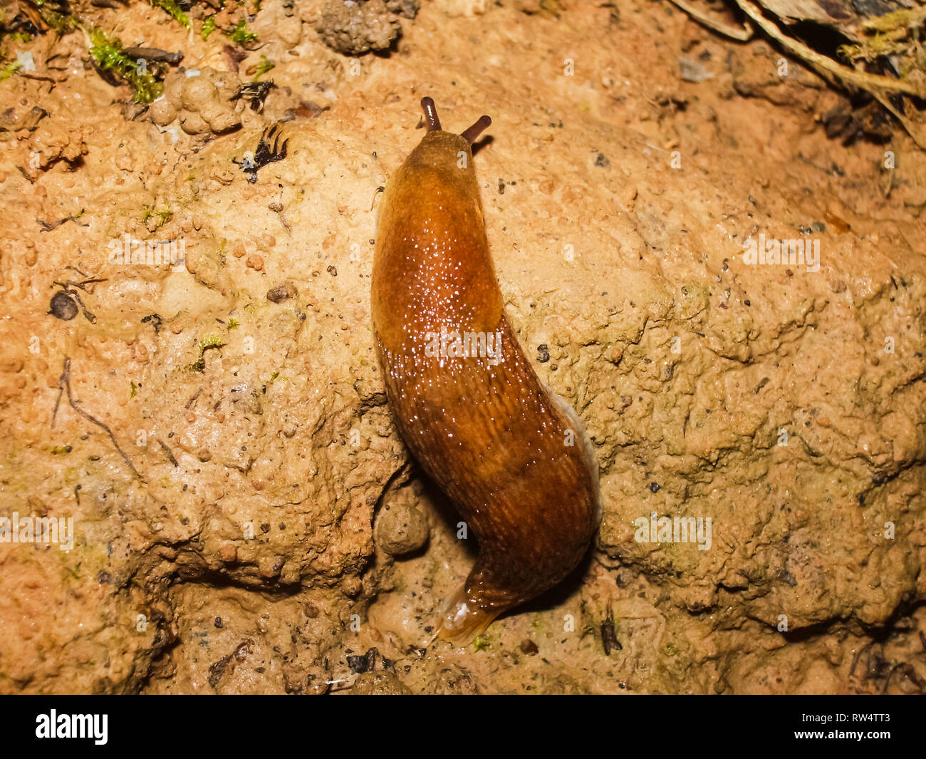 Slug crawling on forest floor hi-res stock photography and images - Alamy