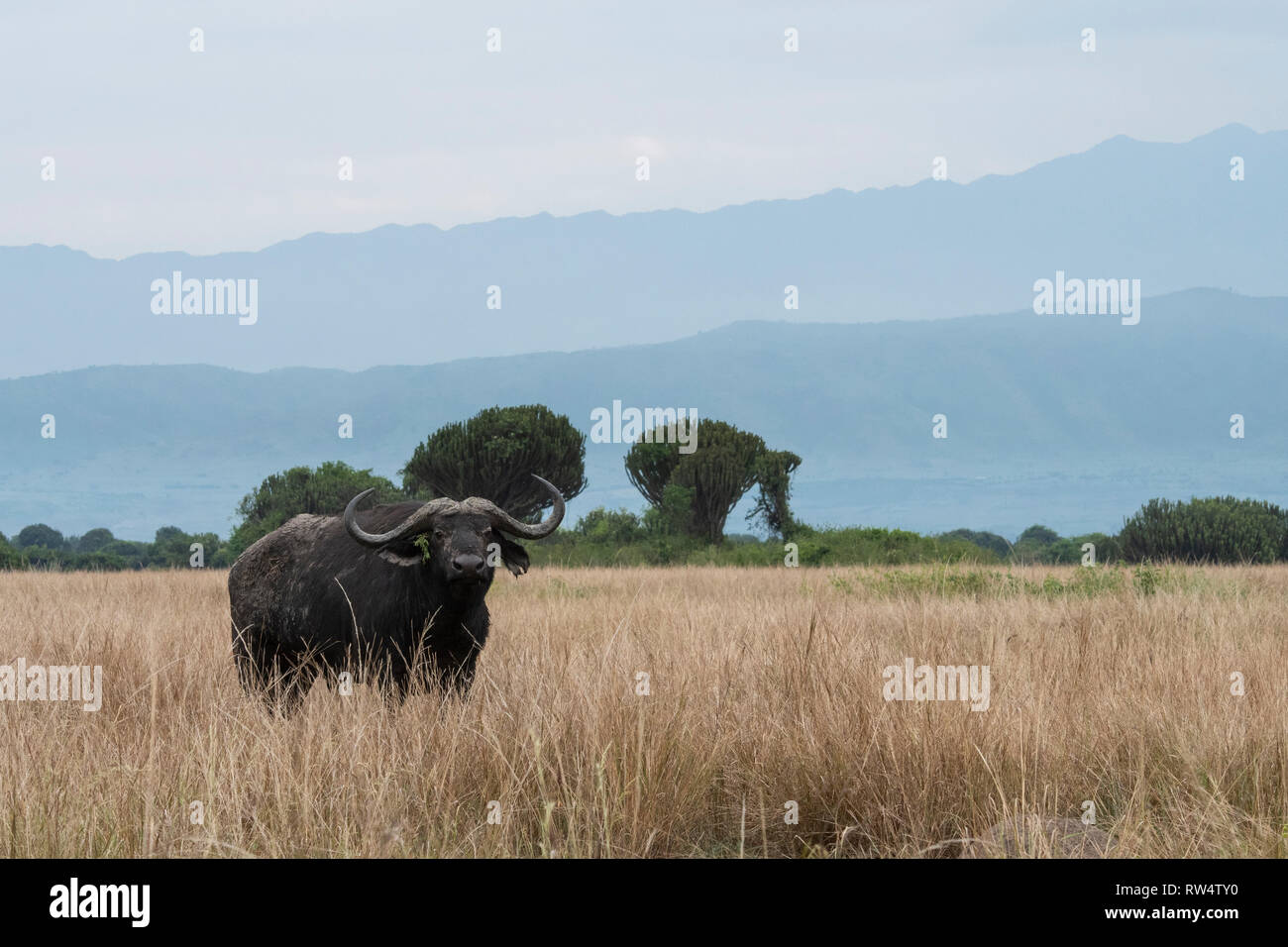 Cape buffalo bull, Syncerus caffer, Queen Elizabeth NP, Uganda Stock ...