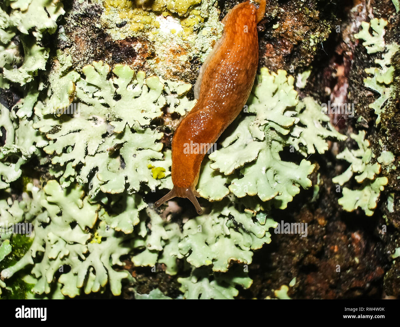 Brown slug crawling on the ground. Brown slug crawling on the ground ...
