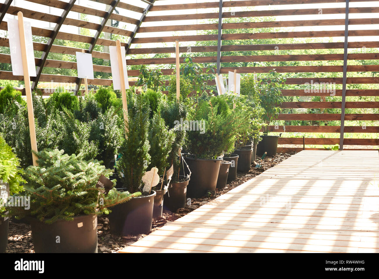 Fir plantation hi-res stock photography and images - Alamy